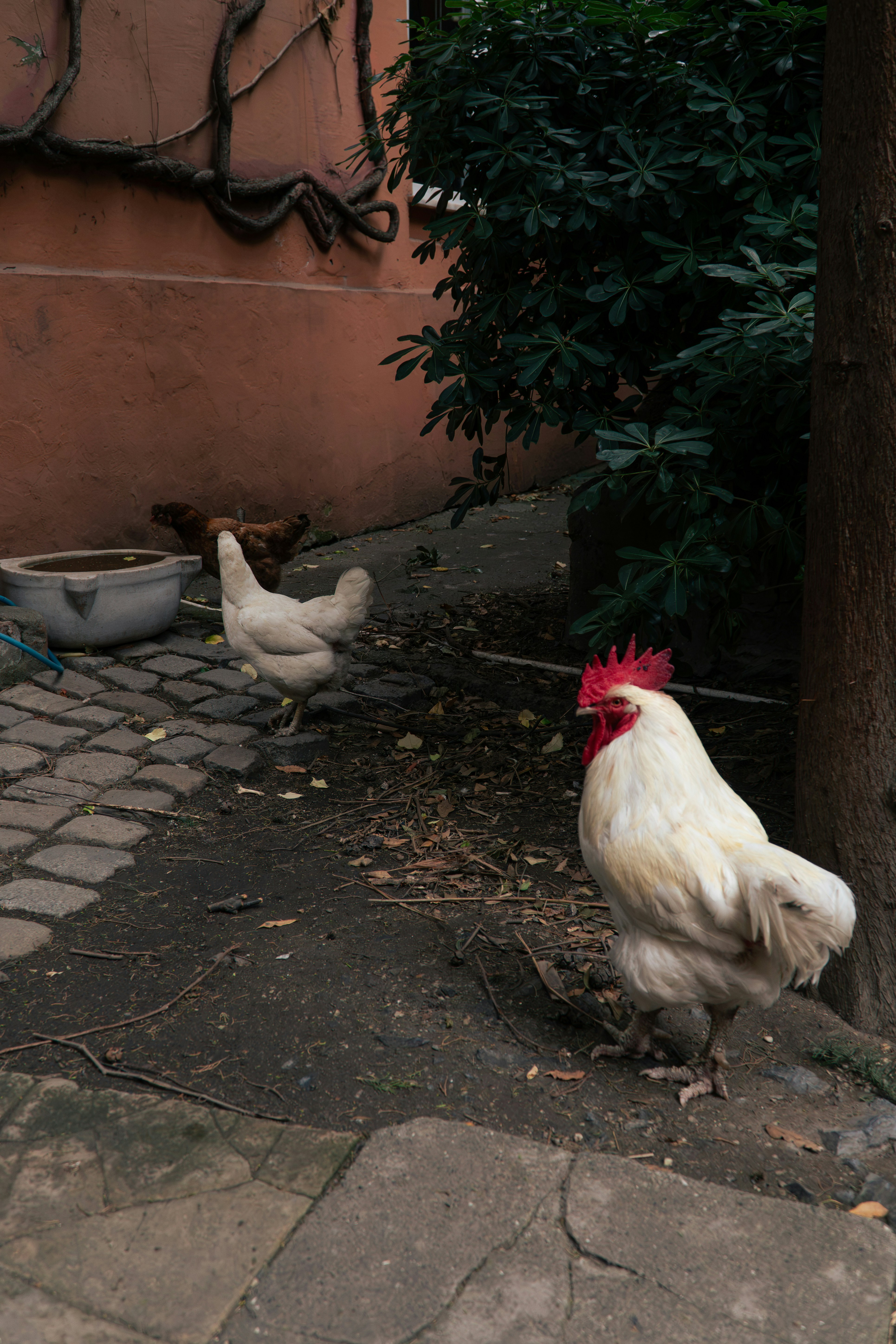 White Rooster in the Courtyard: A Quiet Poultry Moment