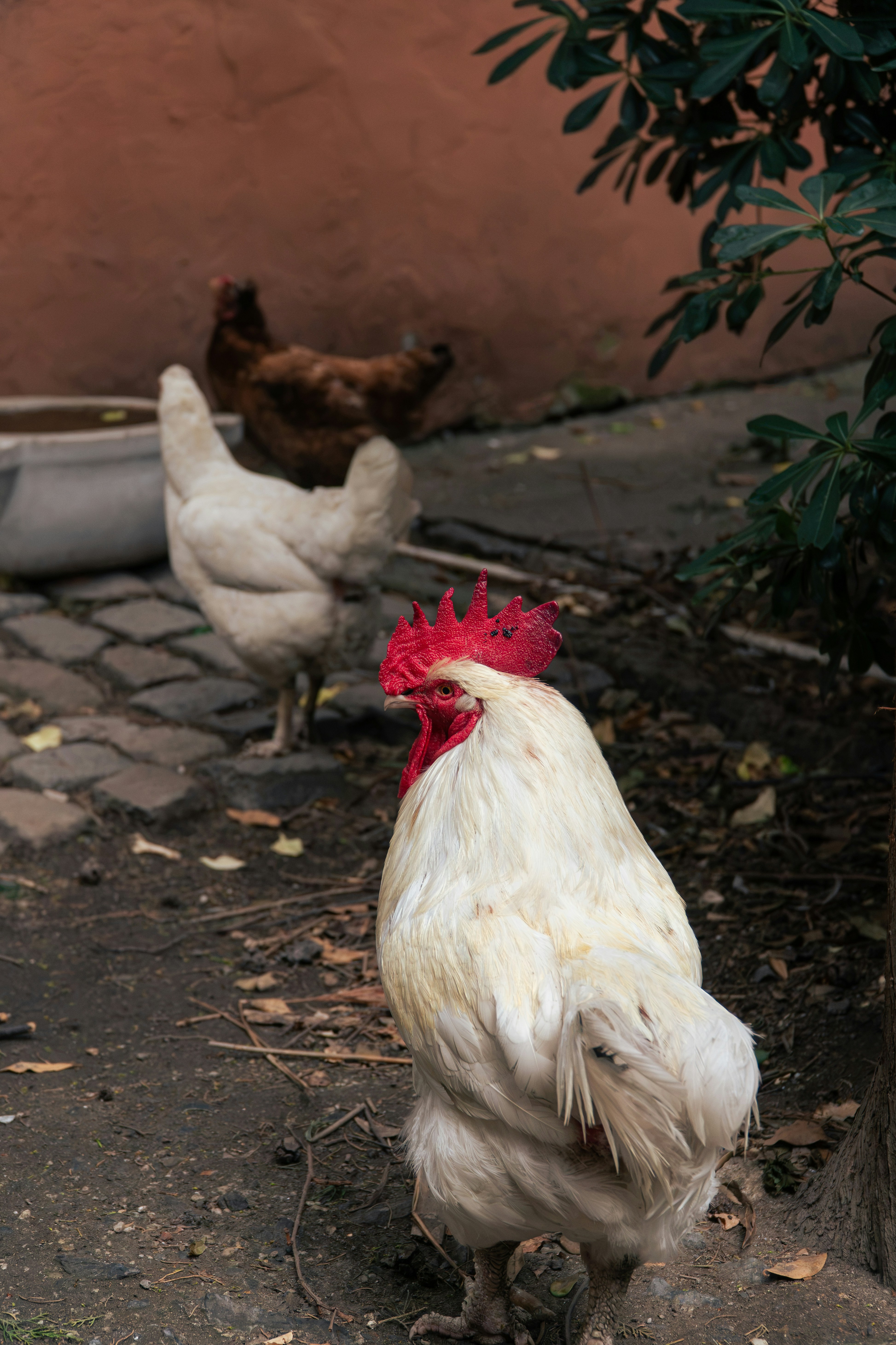 White Rooster in a Sunlit Yard with Flock in the Background