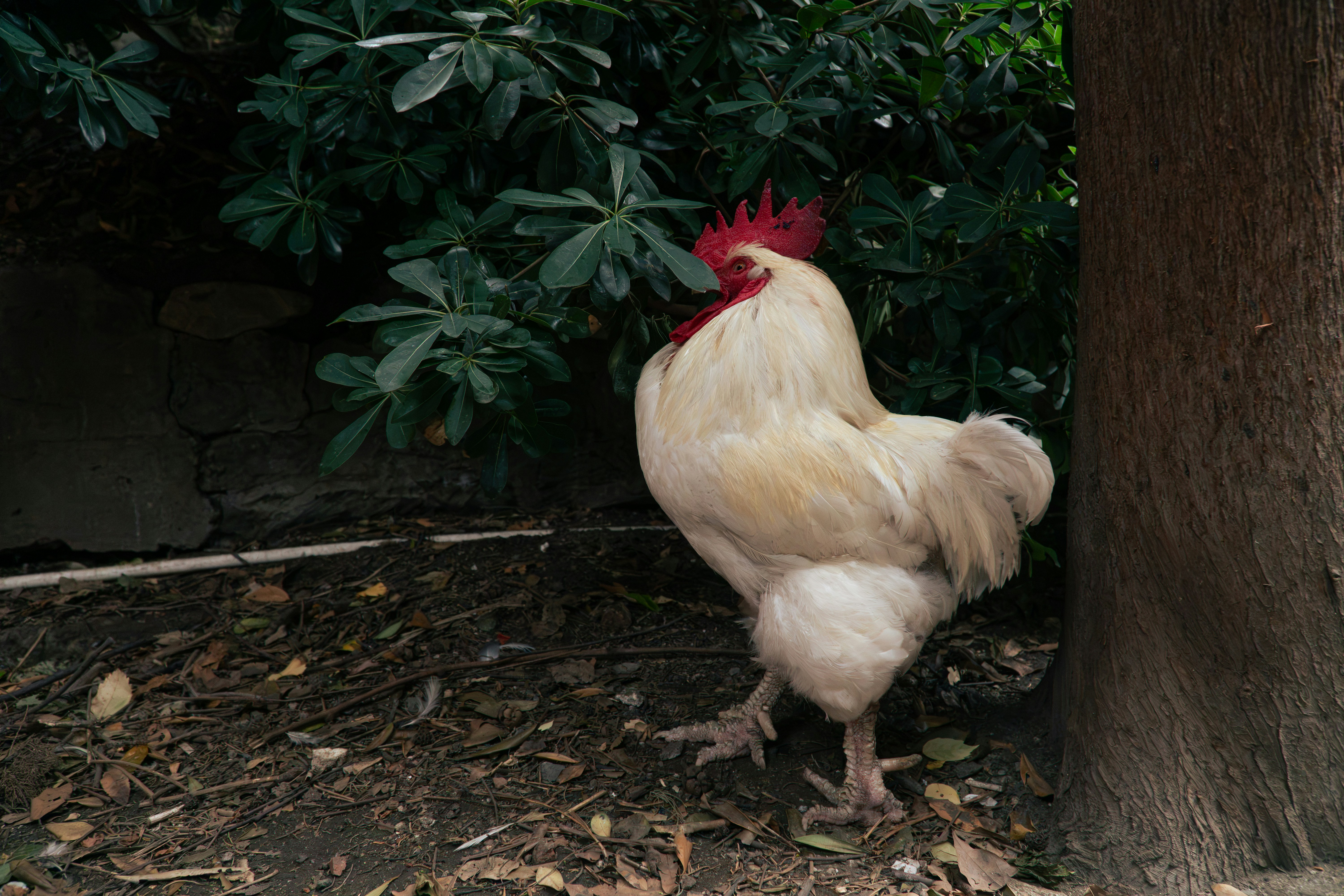 Sunlit Crest: A White Rooster Poised Among Dappled Garden Shadows