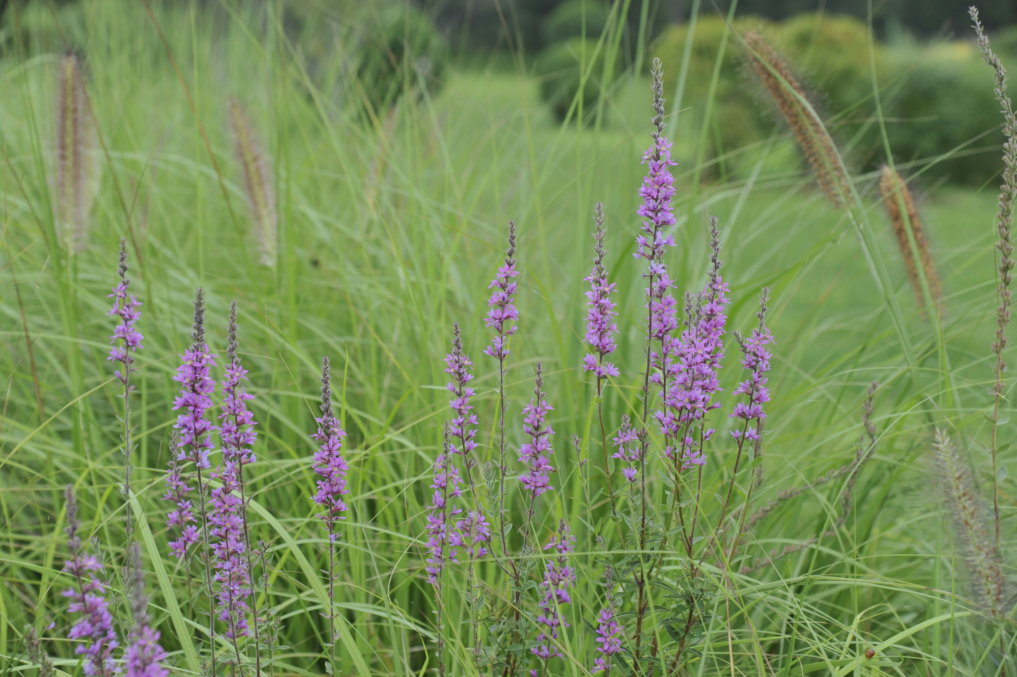Purple Spike Meadow: A Field of Lavender-tinged Blooms