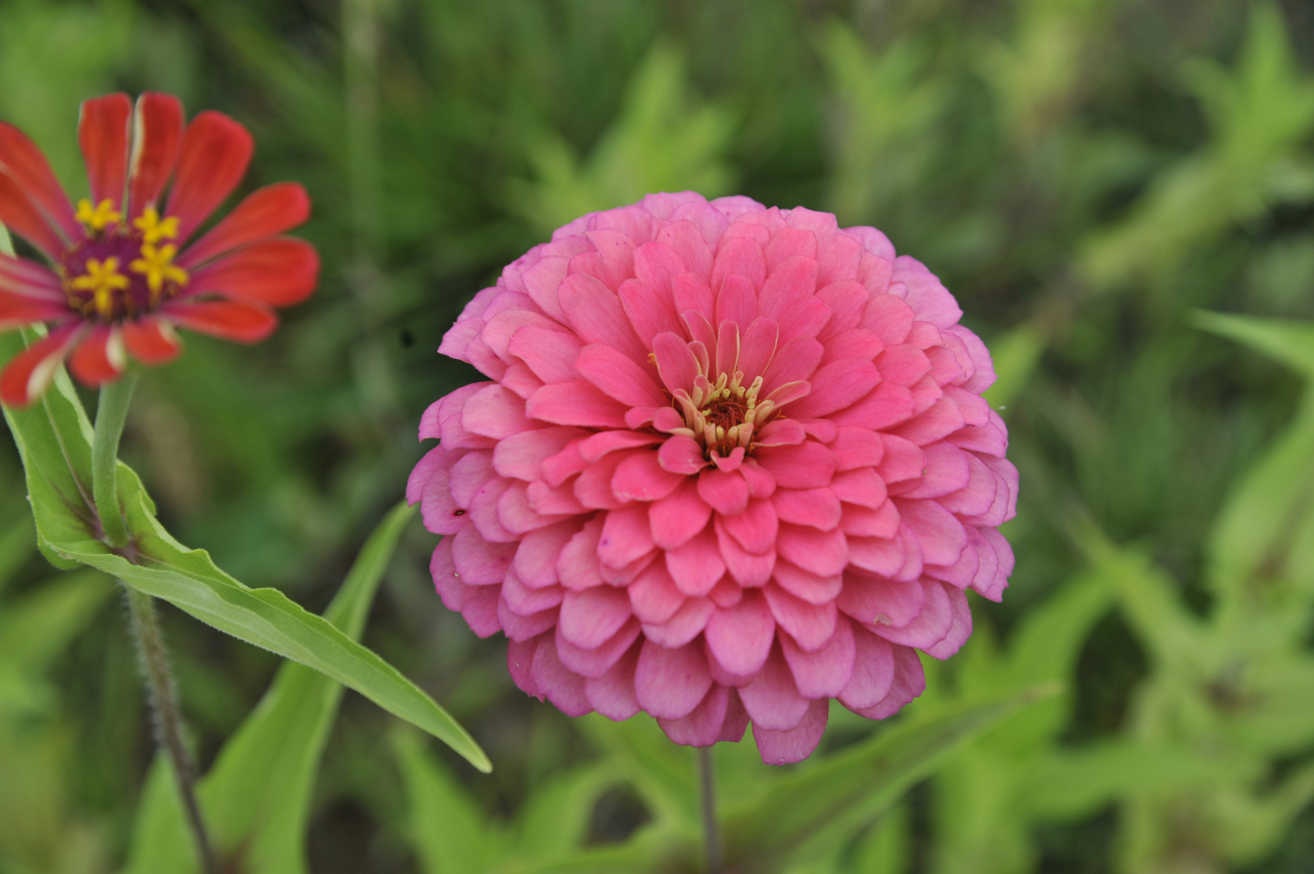 Pink Zinnia in Focus: Central Bloom Against Sunset-green Backdrop
