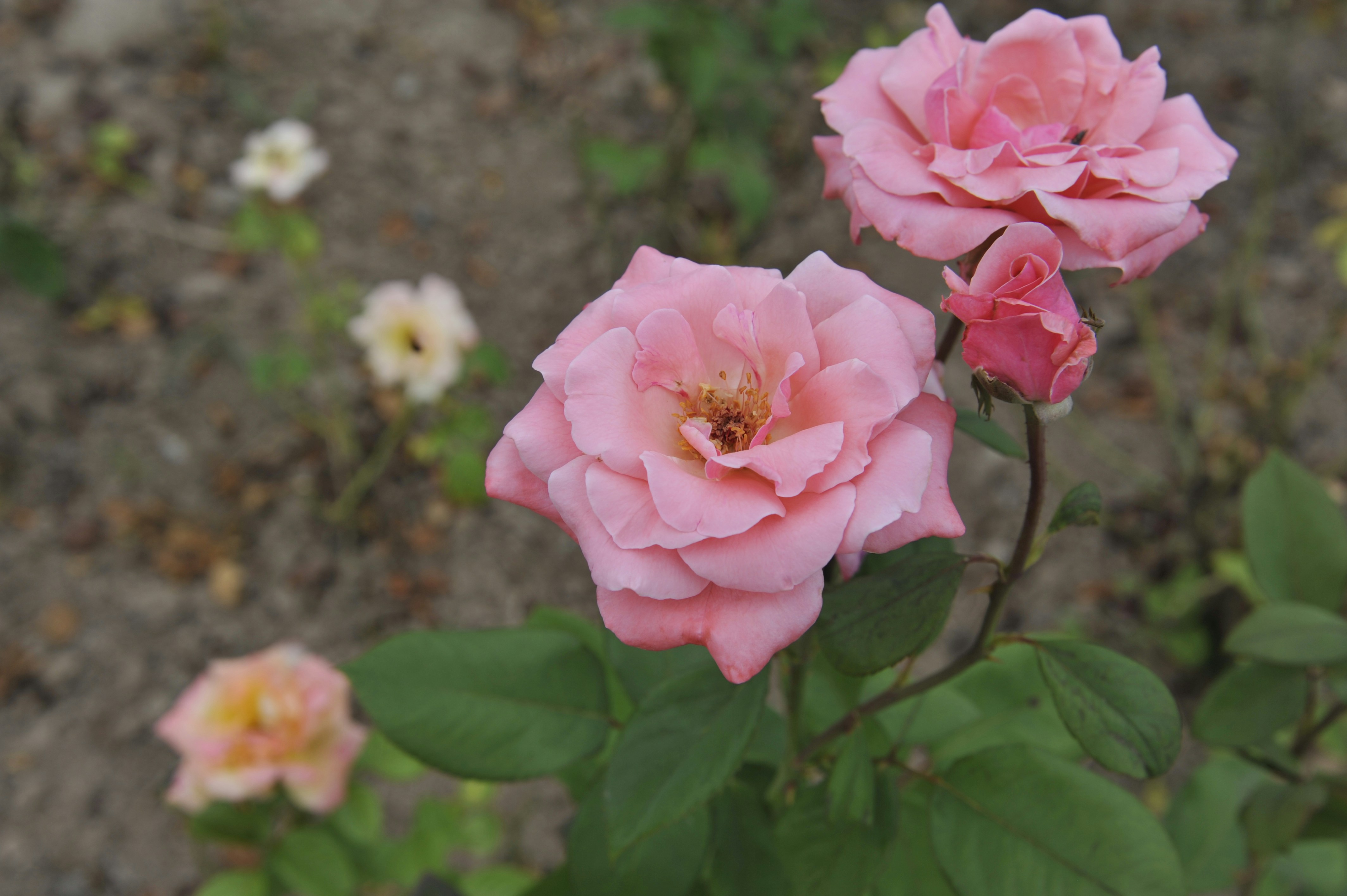 Soft Blossom in Focus: A Cluster of Pink Roses in a Garden Bed