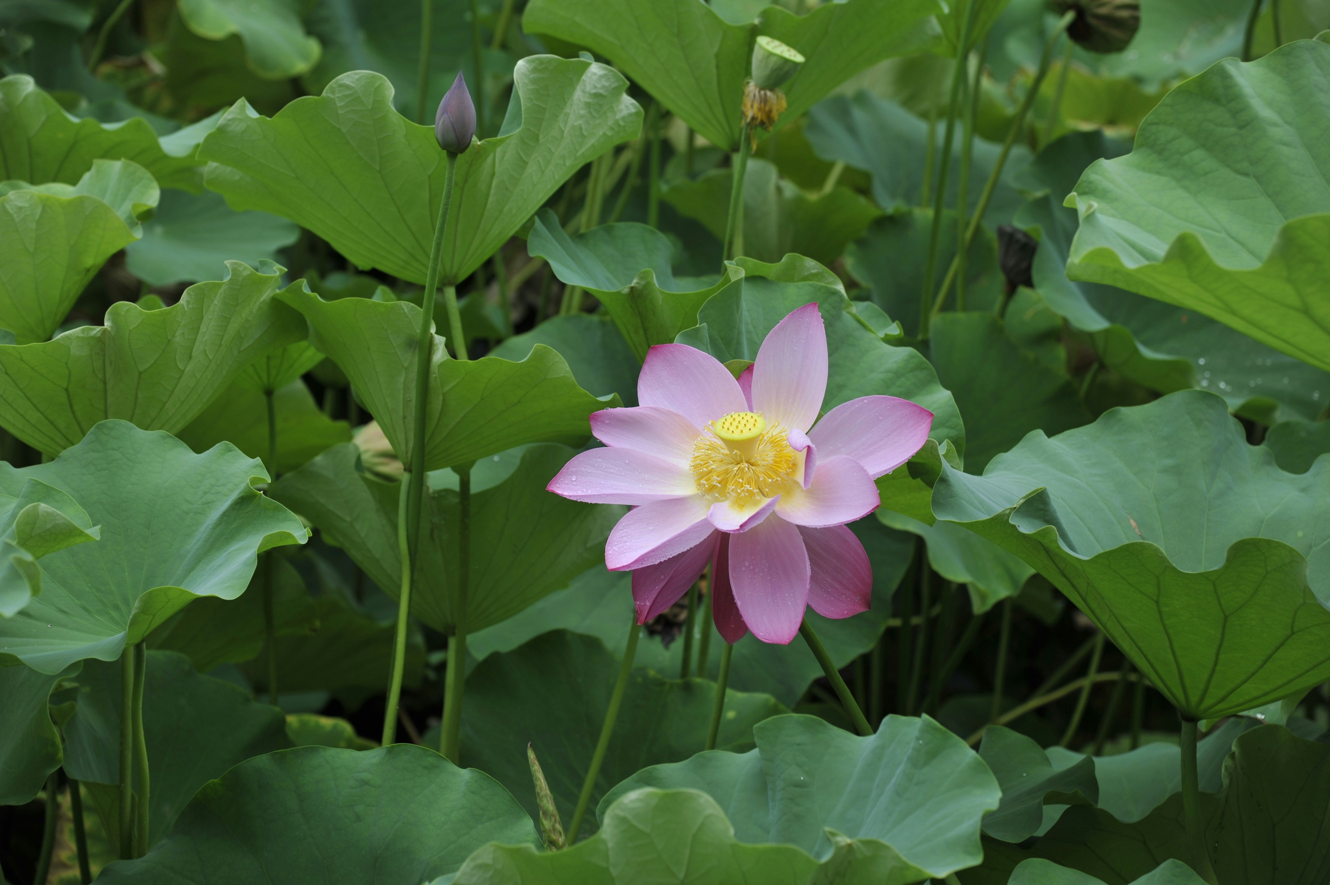 Single Pink Lotus Amidst Green Leaves