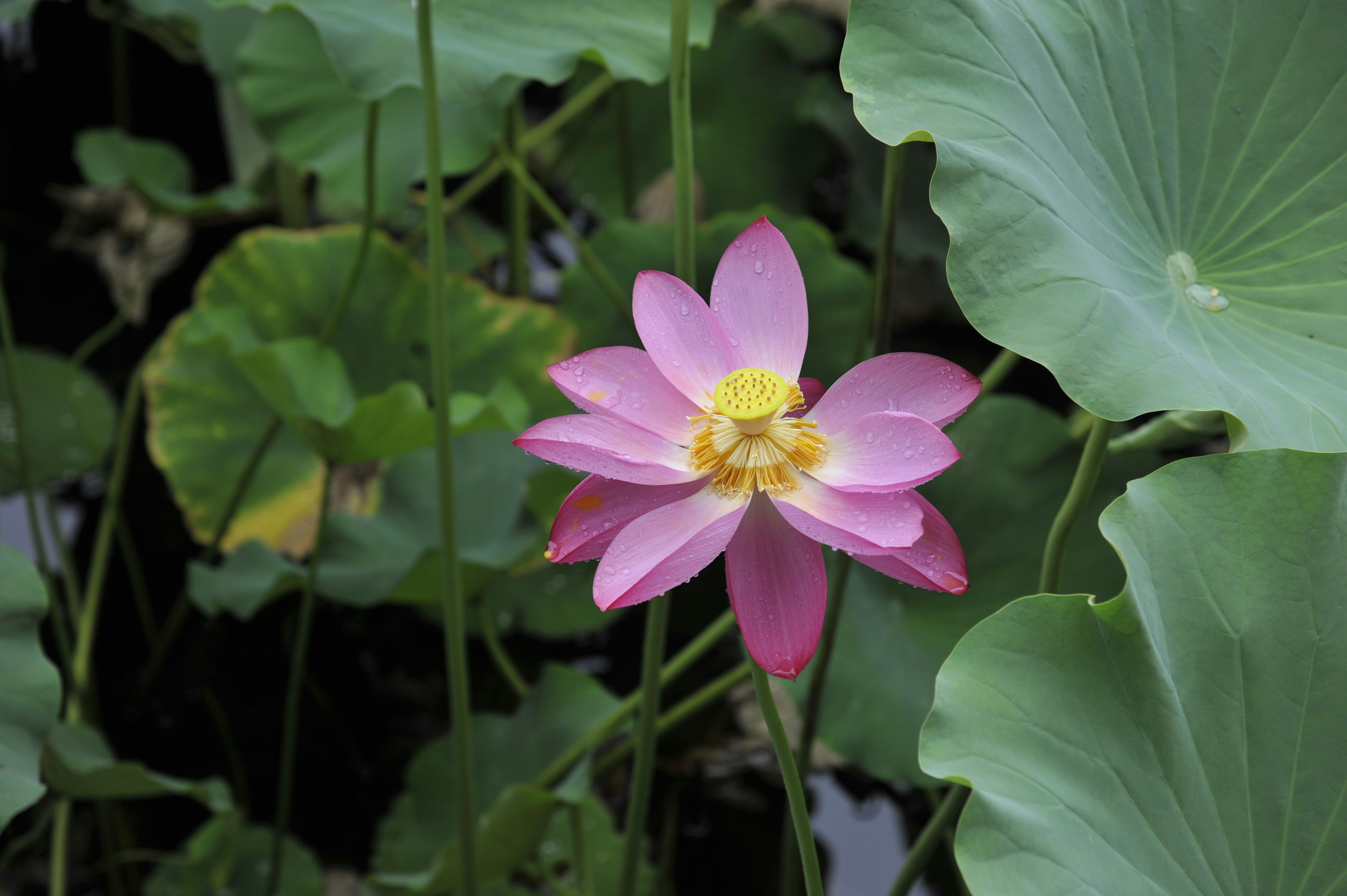 Pink Lotus in Quiet Pond: Centered Amid Broad Greenery