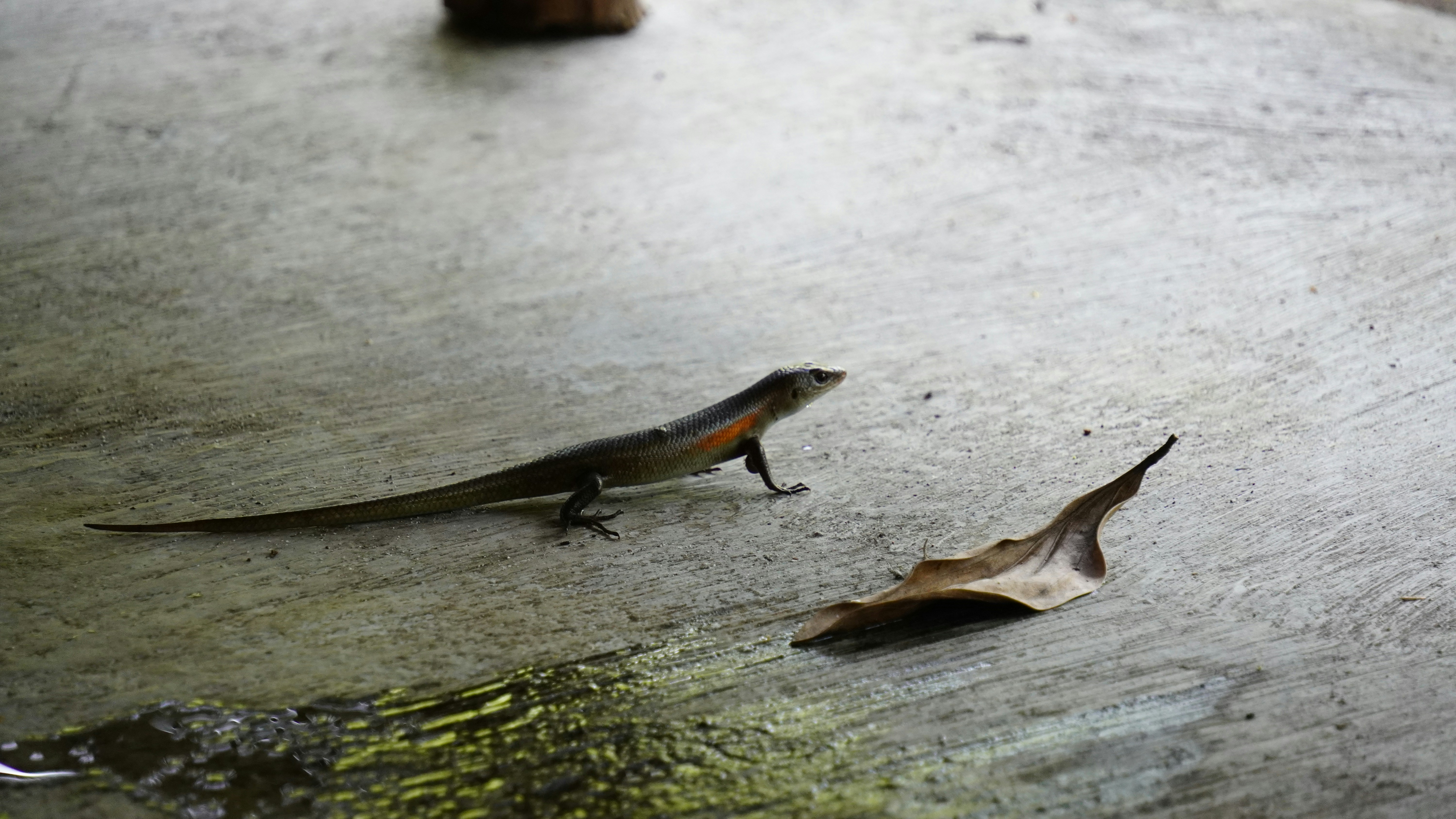 Two small lizards glide along a damp concrete surface by a shallow pool, one near a leaf fragment, highlighting subtle texture and micro-habitat details.