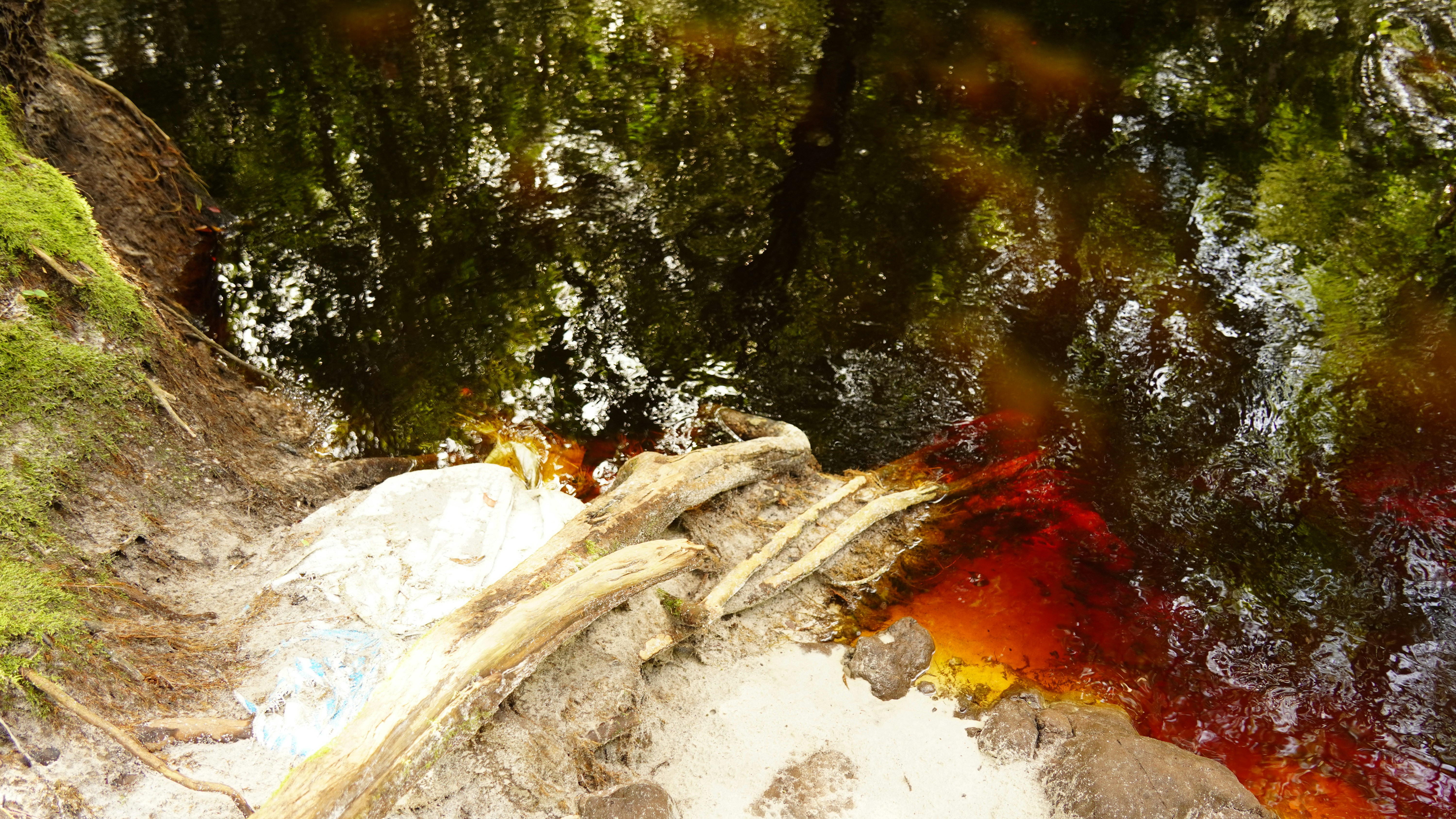 Lava-tedged pool in a forest stream