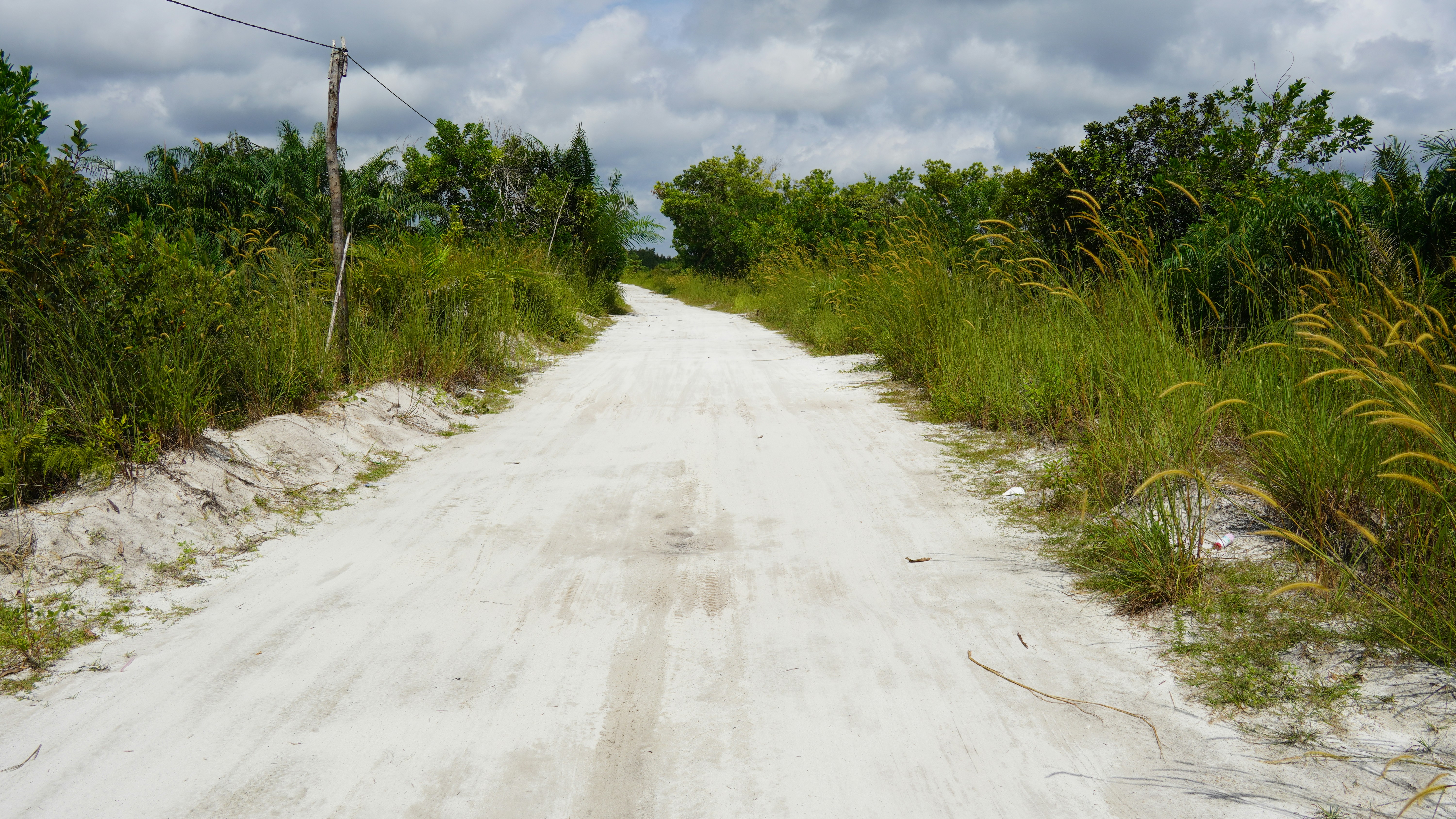 Dusty Palm Road: A Quiet Path Through Coastal Grassland
