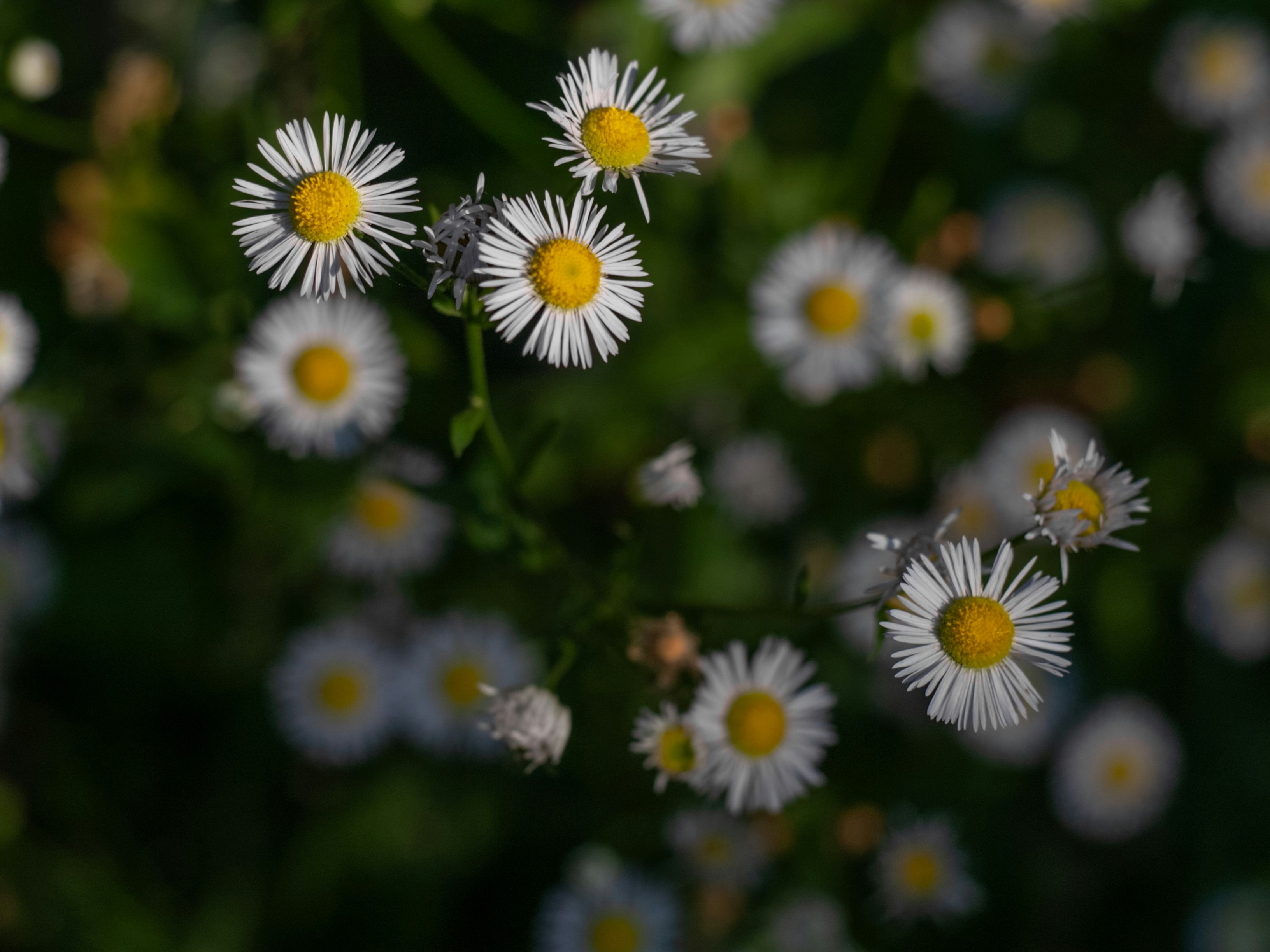 Close-up of small white daisies with yellow centers arranged in a loose cluster, petals detailed against a dark green background.