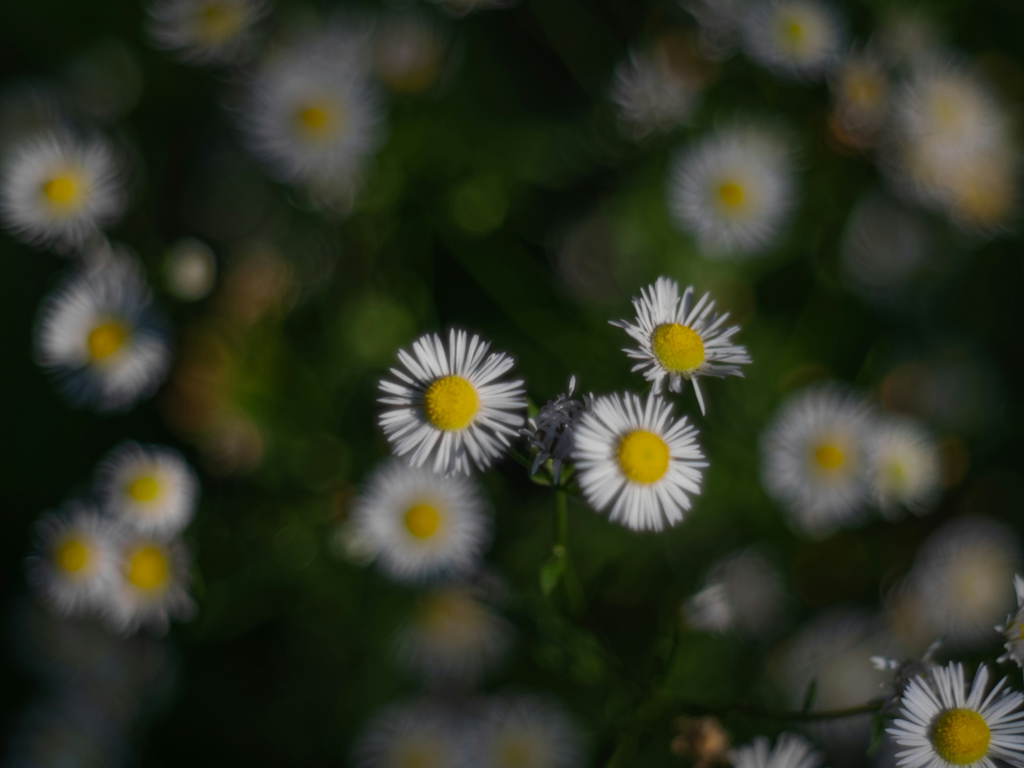 Soft-focused close-up of small white daisies with yellow centers in a dim green garden; highlights macro-like bokeh and shallow depth of field.