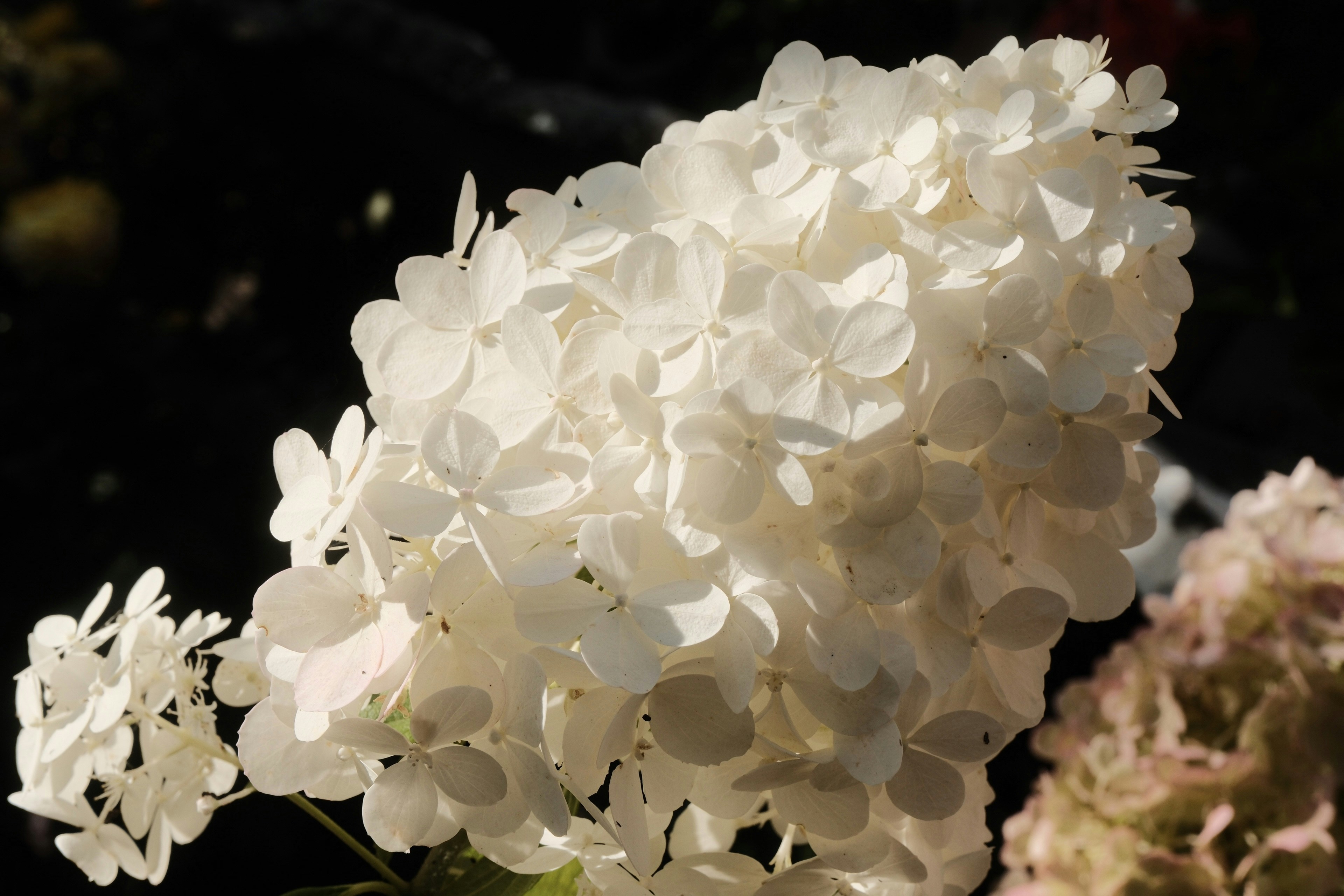White Hydrangea Cluster in Soft Backlight