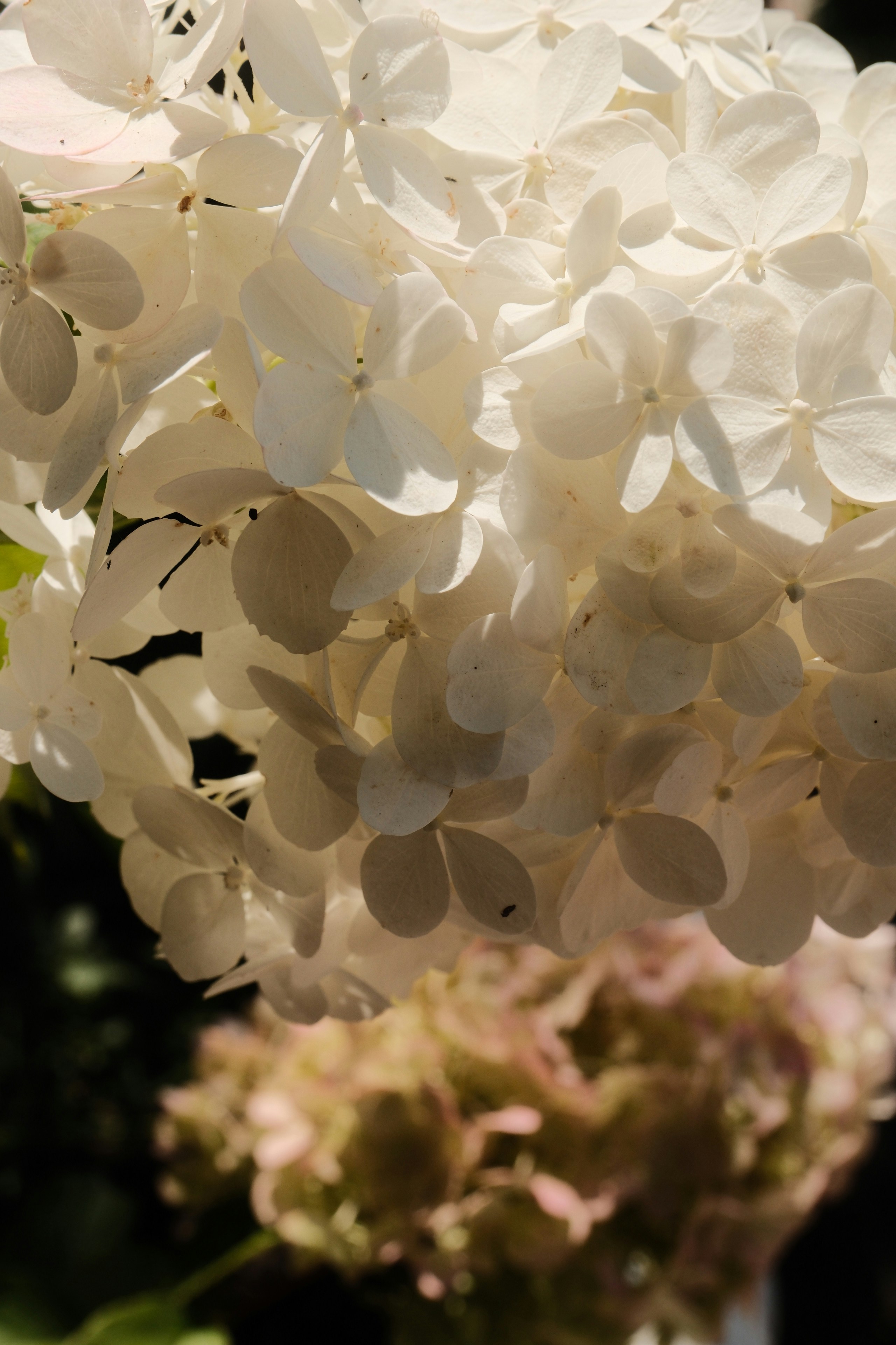 White Hydrangea Cloud: Close-Up of Delicate Petals
