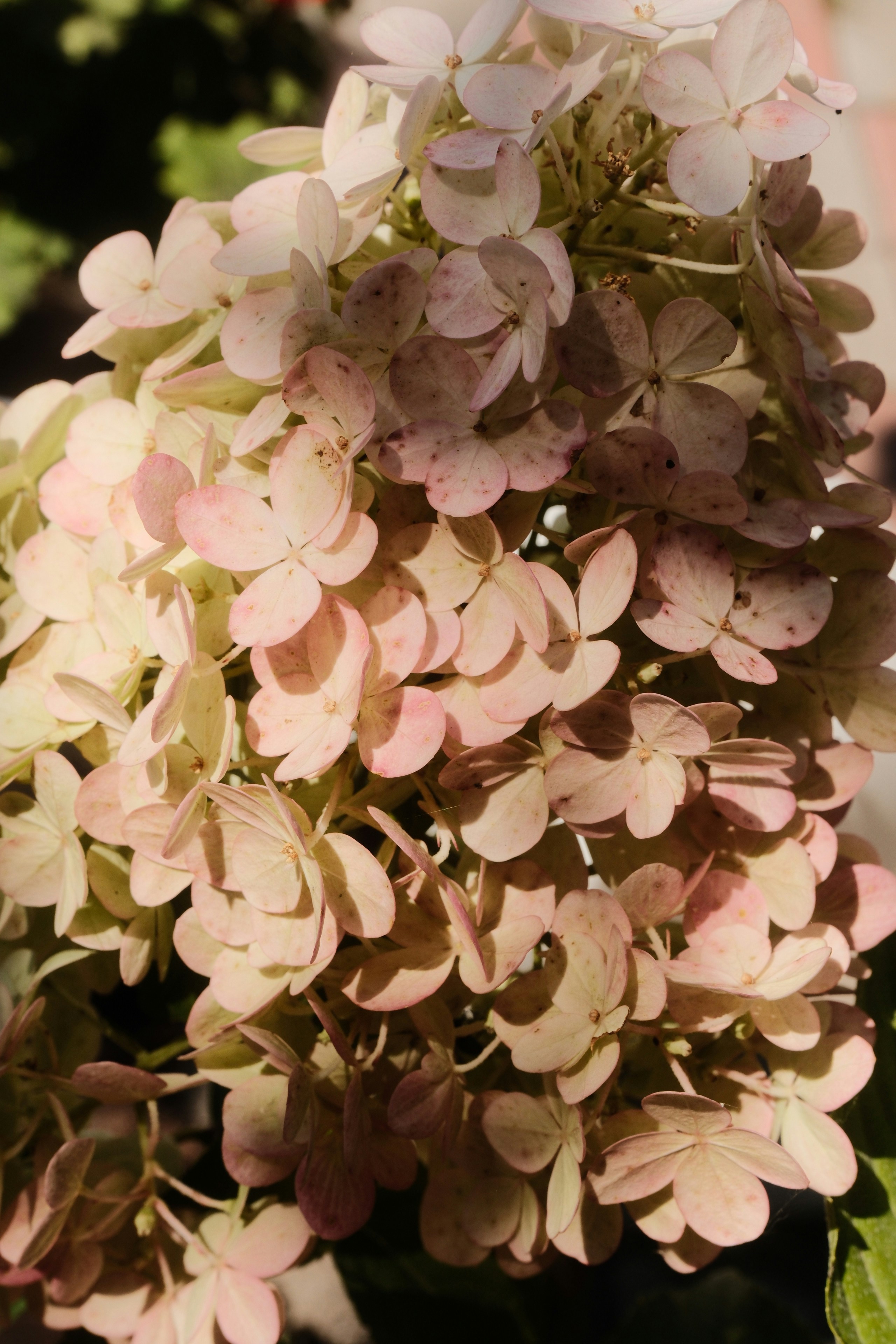 Soft Hydrangea Blooms in Warm Afternoon Light