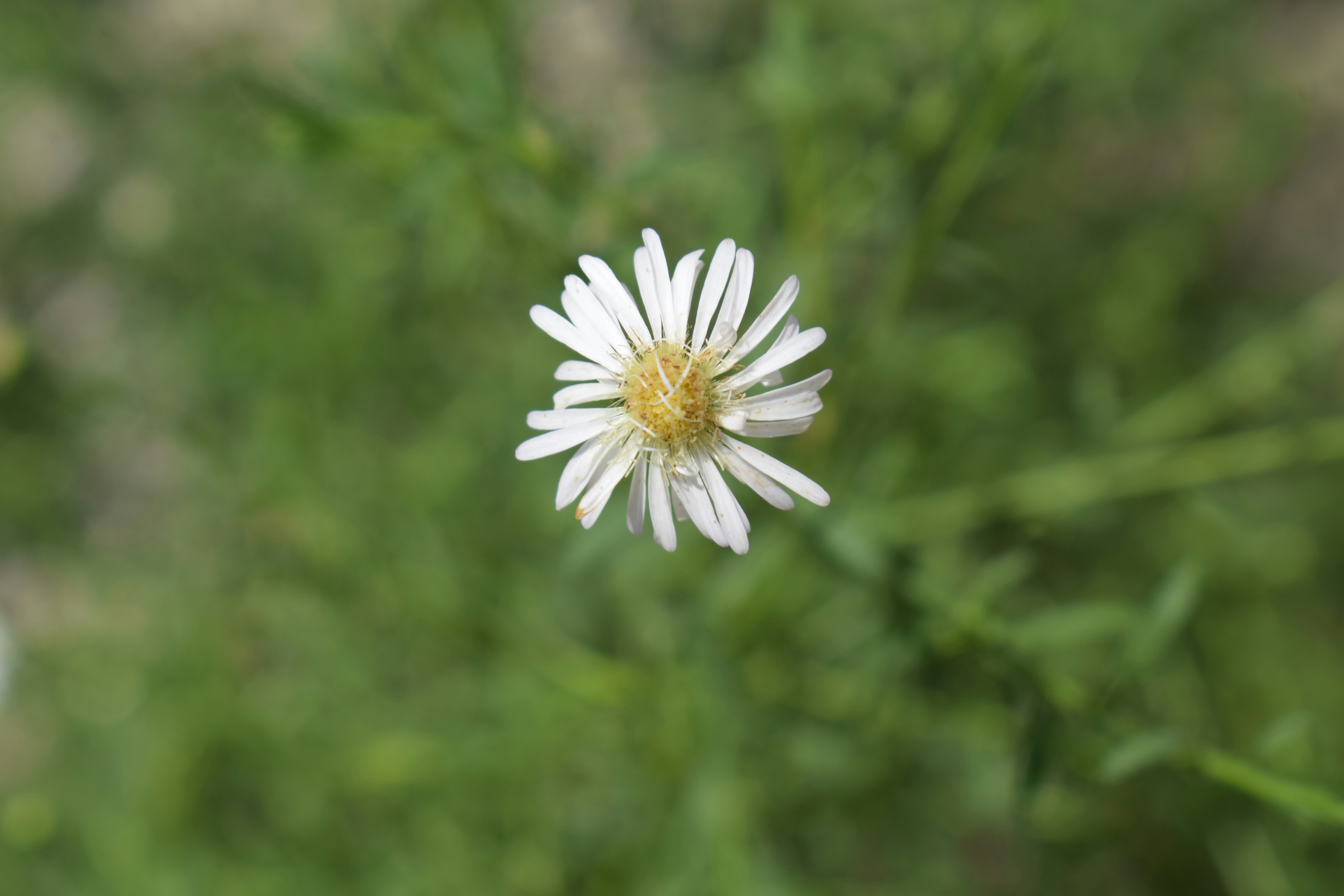 Single Daisy in Focus: A Delicate Bloom Against a Blur of Green