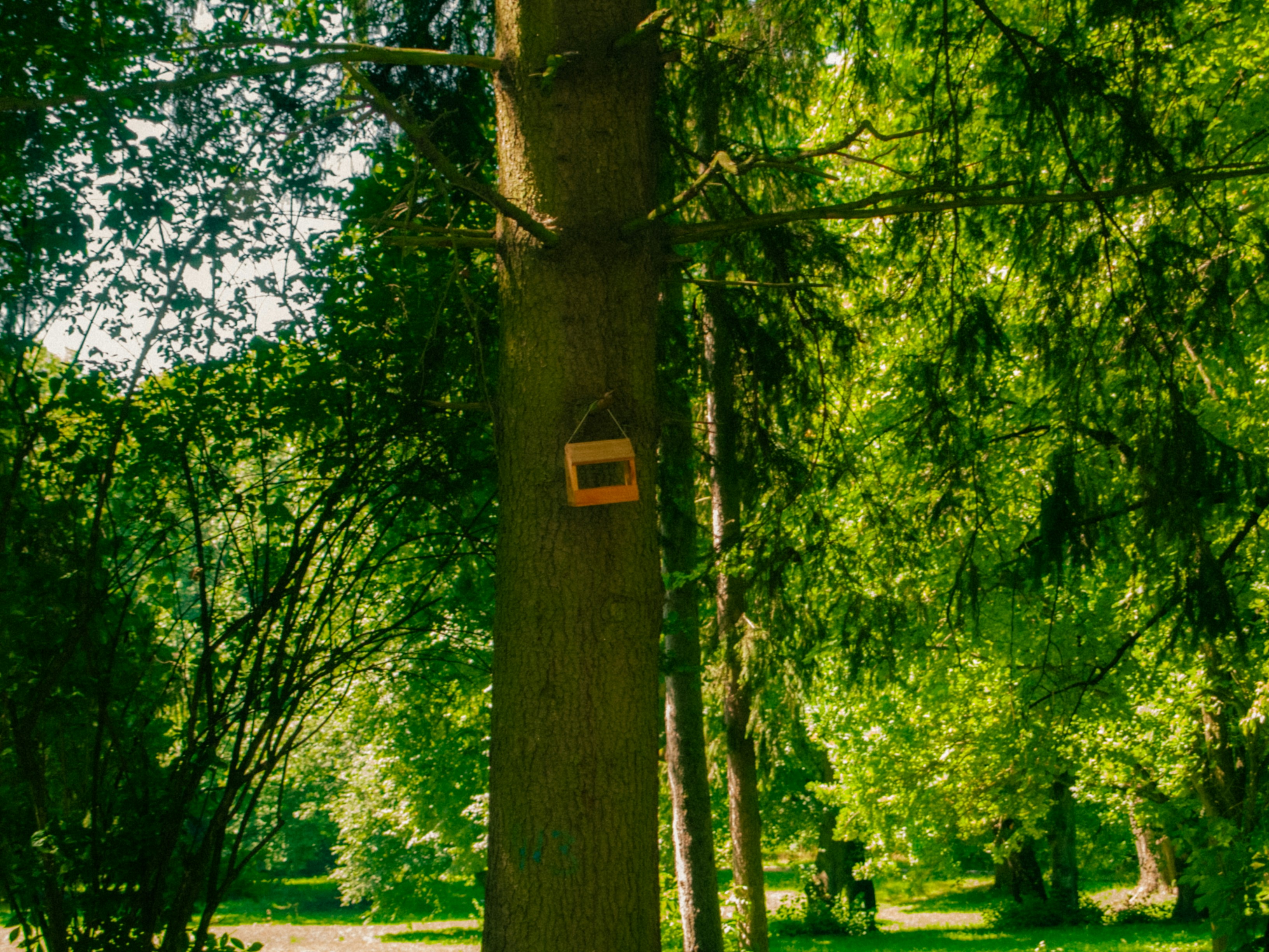 Nest in the Pines: A Bird’s-View of a Forest Balcony