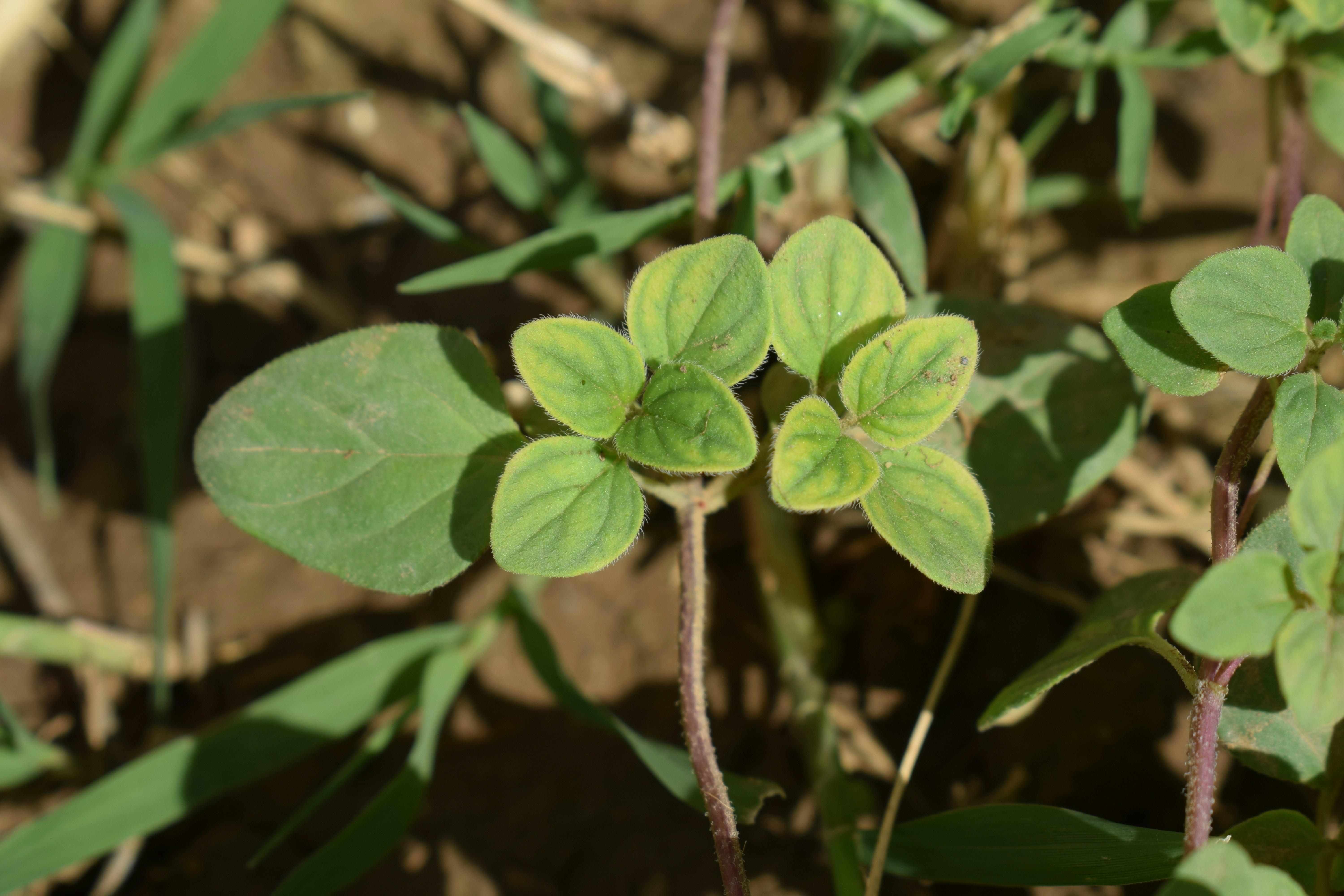 Verdant Sprout Gallery: A Closer Look at Delicate Foliage