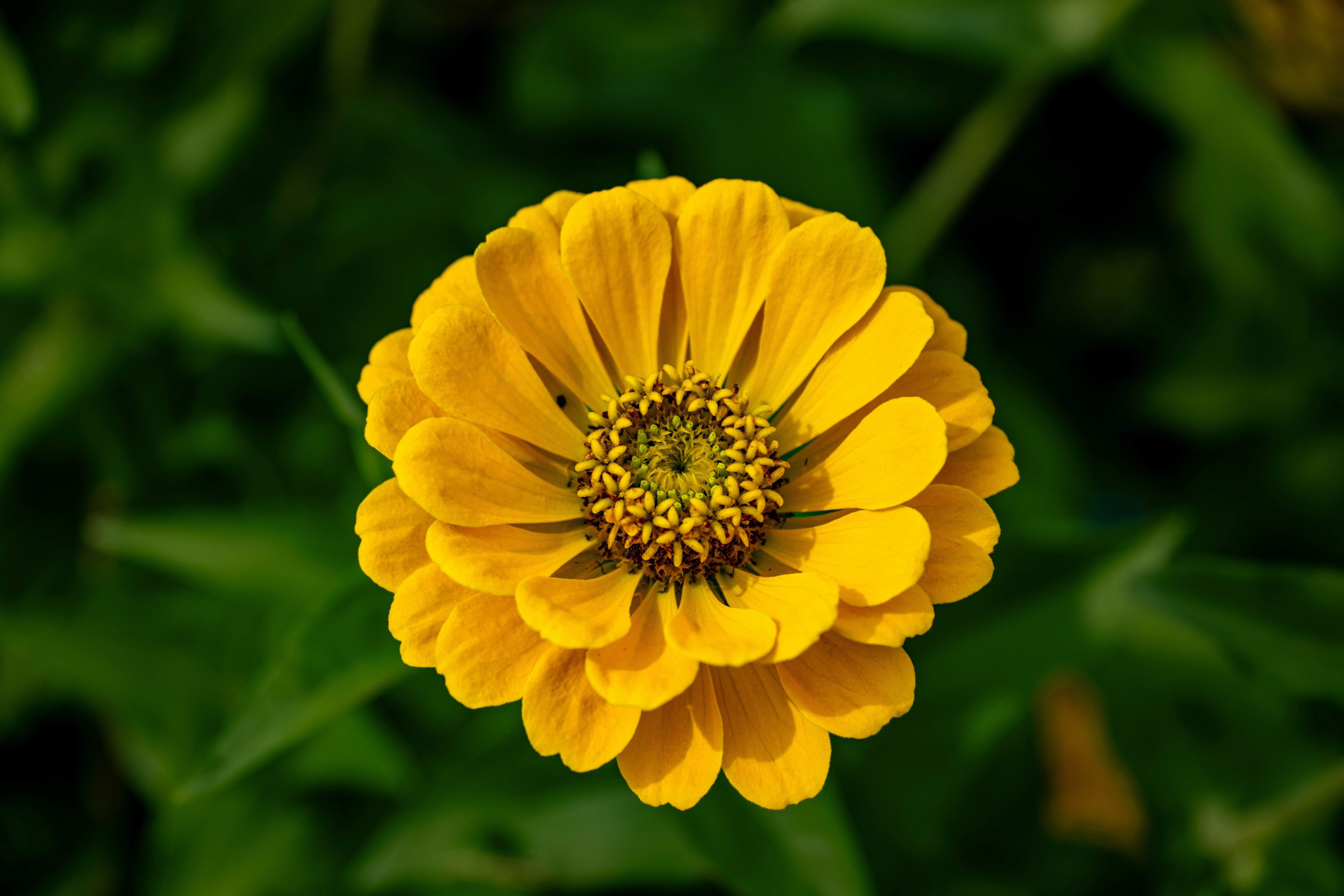Bright yellow flower in sharp focus against a soft green background, highlighting petal texture and central disk in a close-up crop.