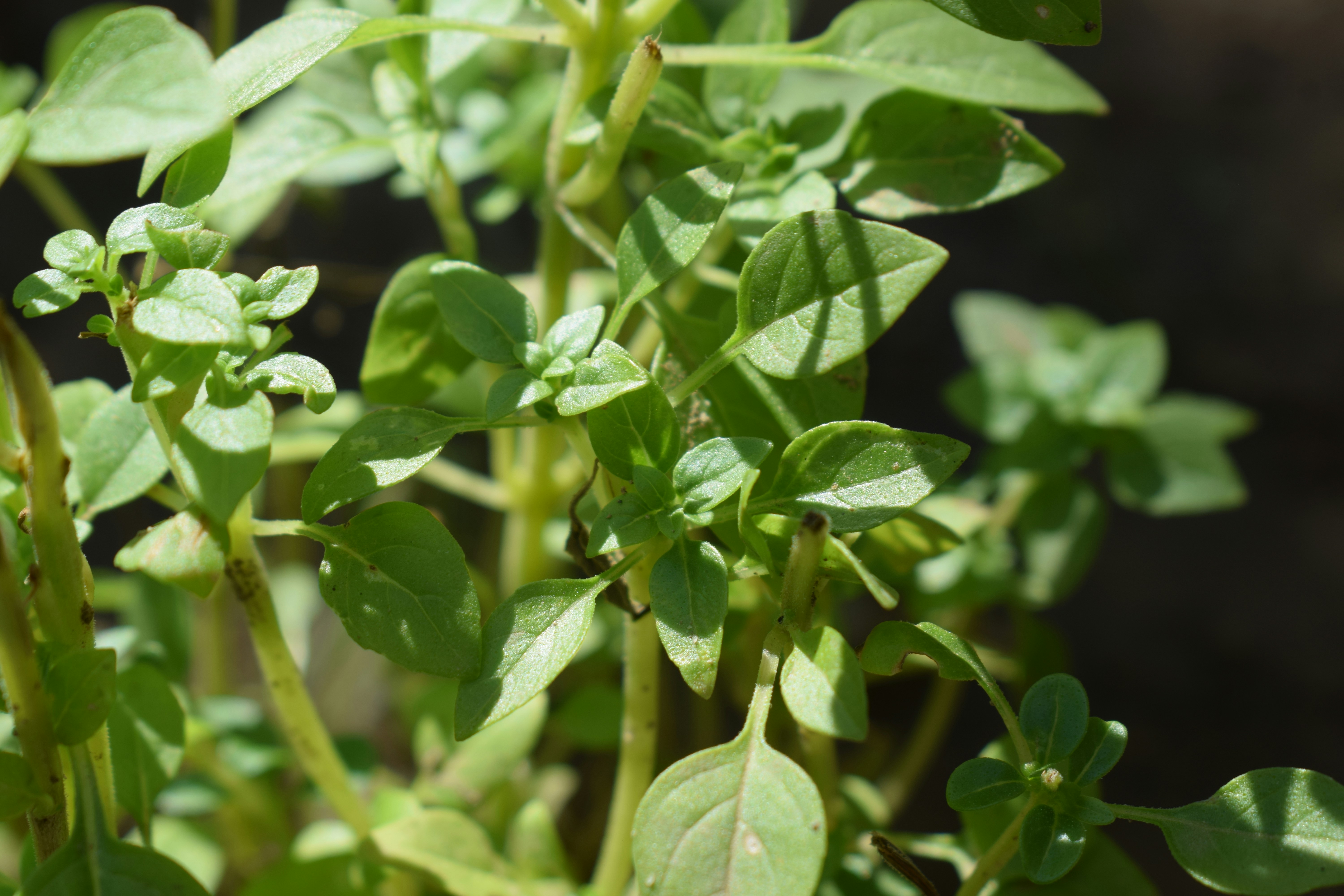 Sunlit Greenery: A Close-Up of Sturdy Herbaceous Stems