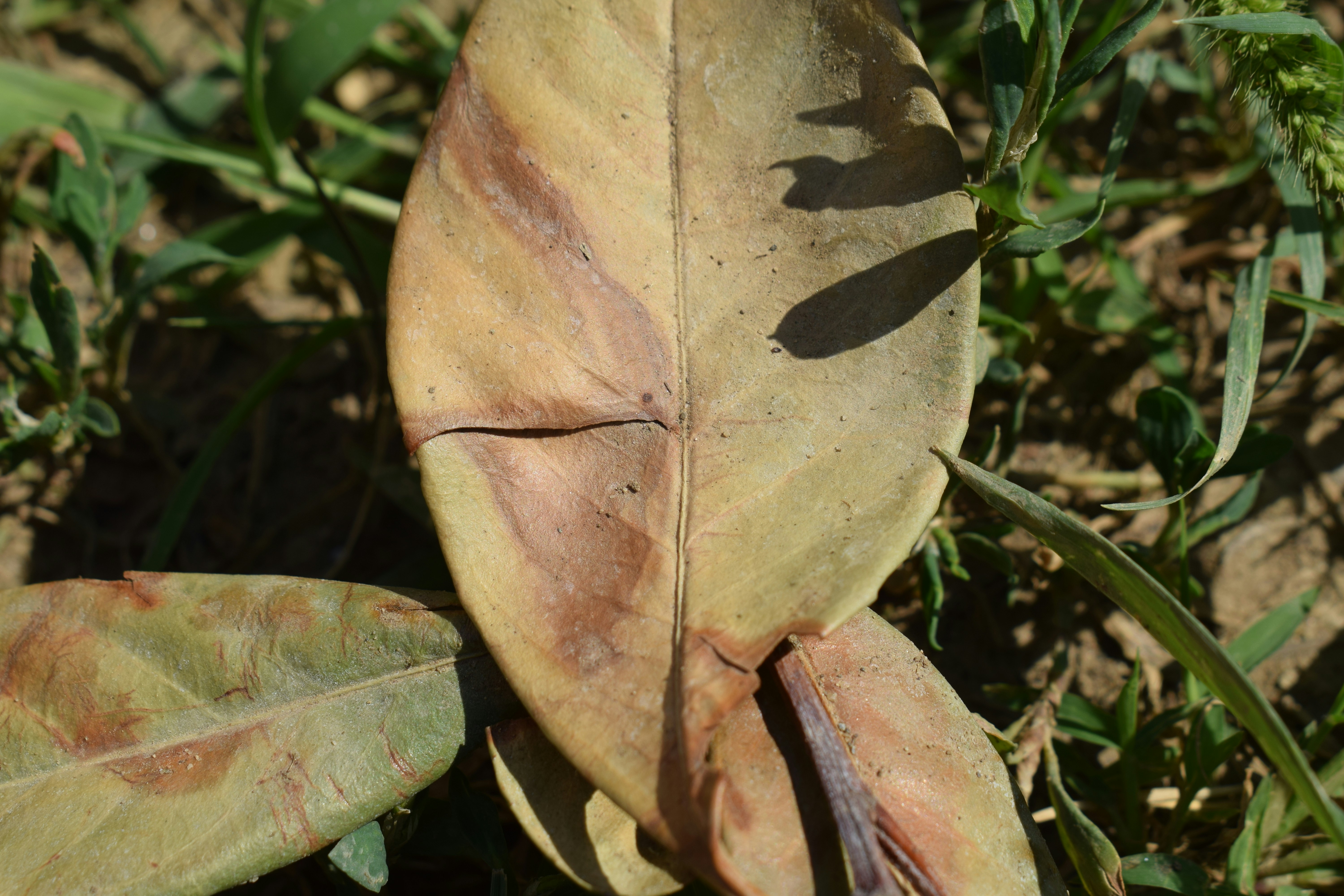 Autumn Leaf Bed: A Patch of Dried Leaves and Grounded Greens