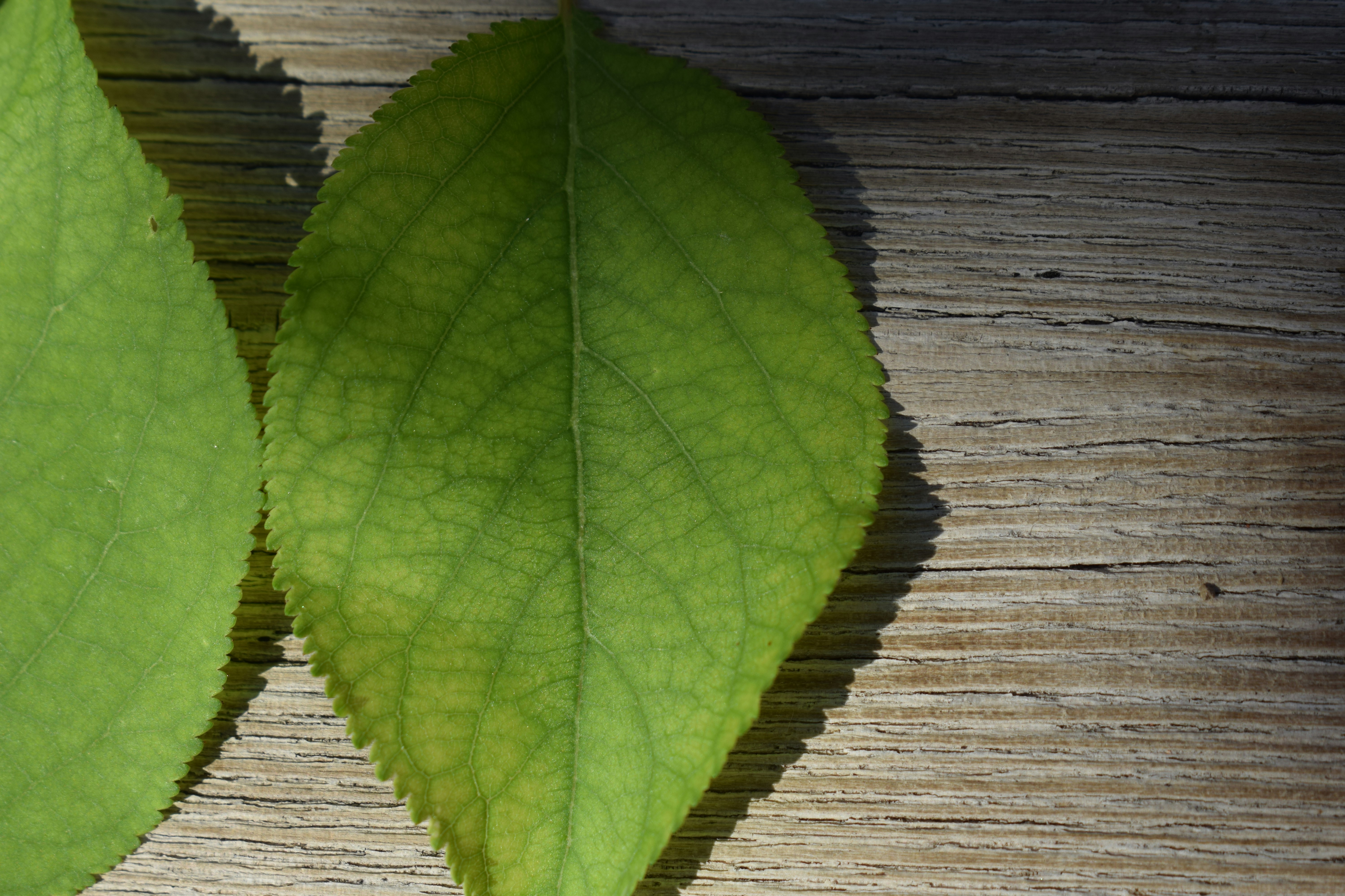 Green Leaf Veins on Weathered Wood
