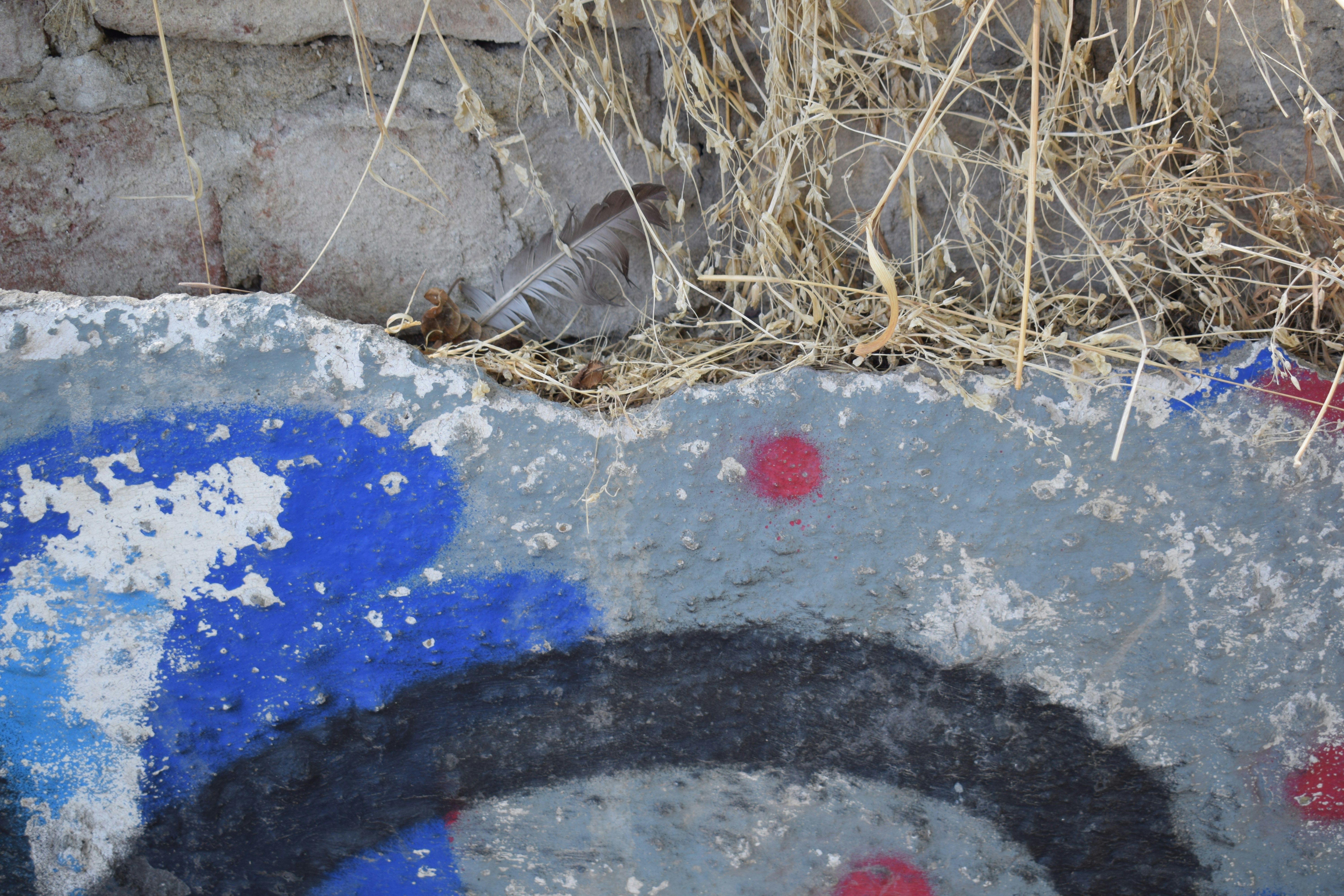 Graffiti Border: Weathered Concrete with Dried Grass