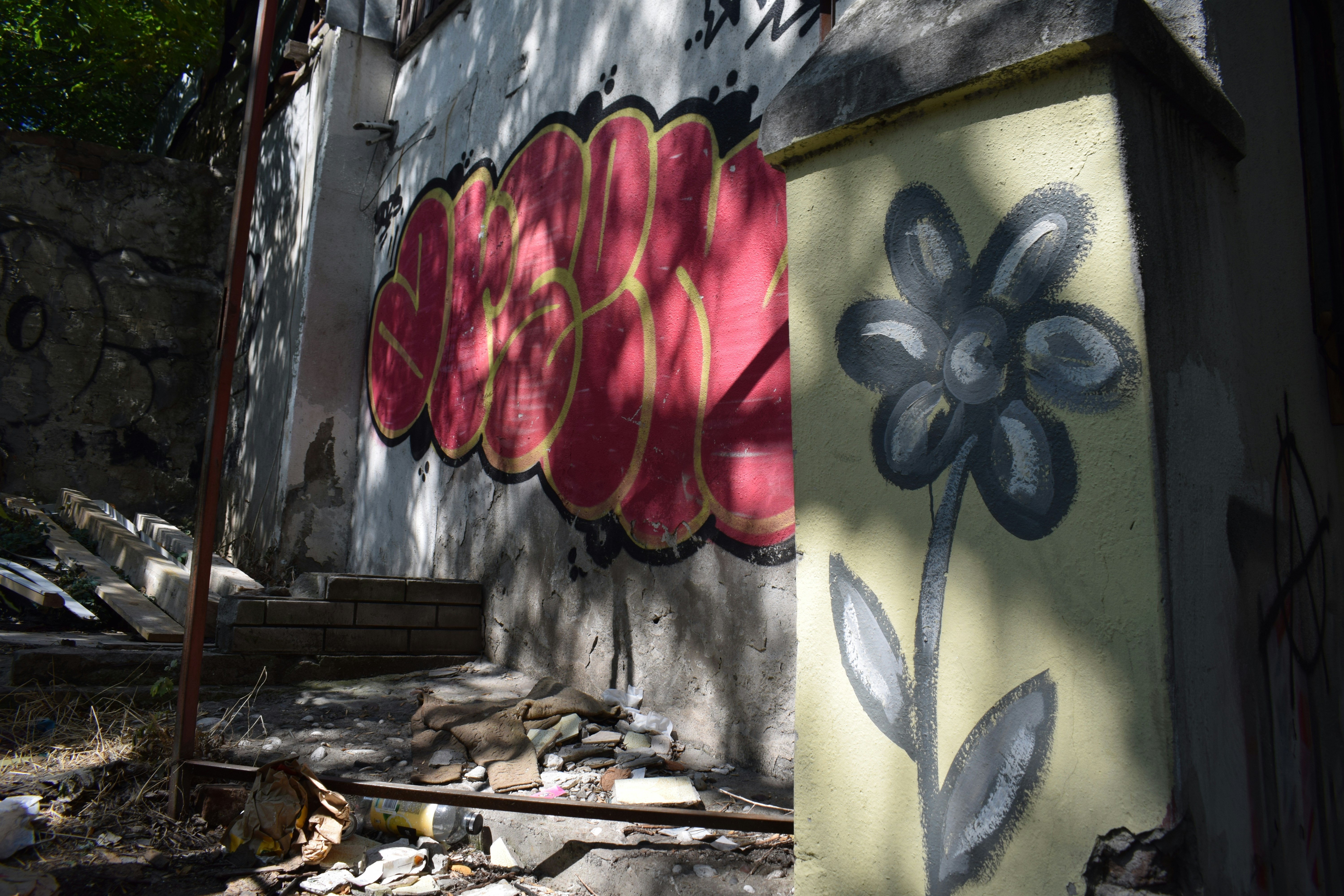 Graffiti Terrace: Sunlit Plant Slips into Shade beside Crumbling Wall