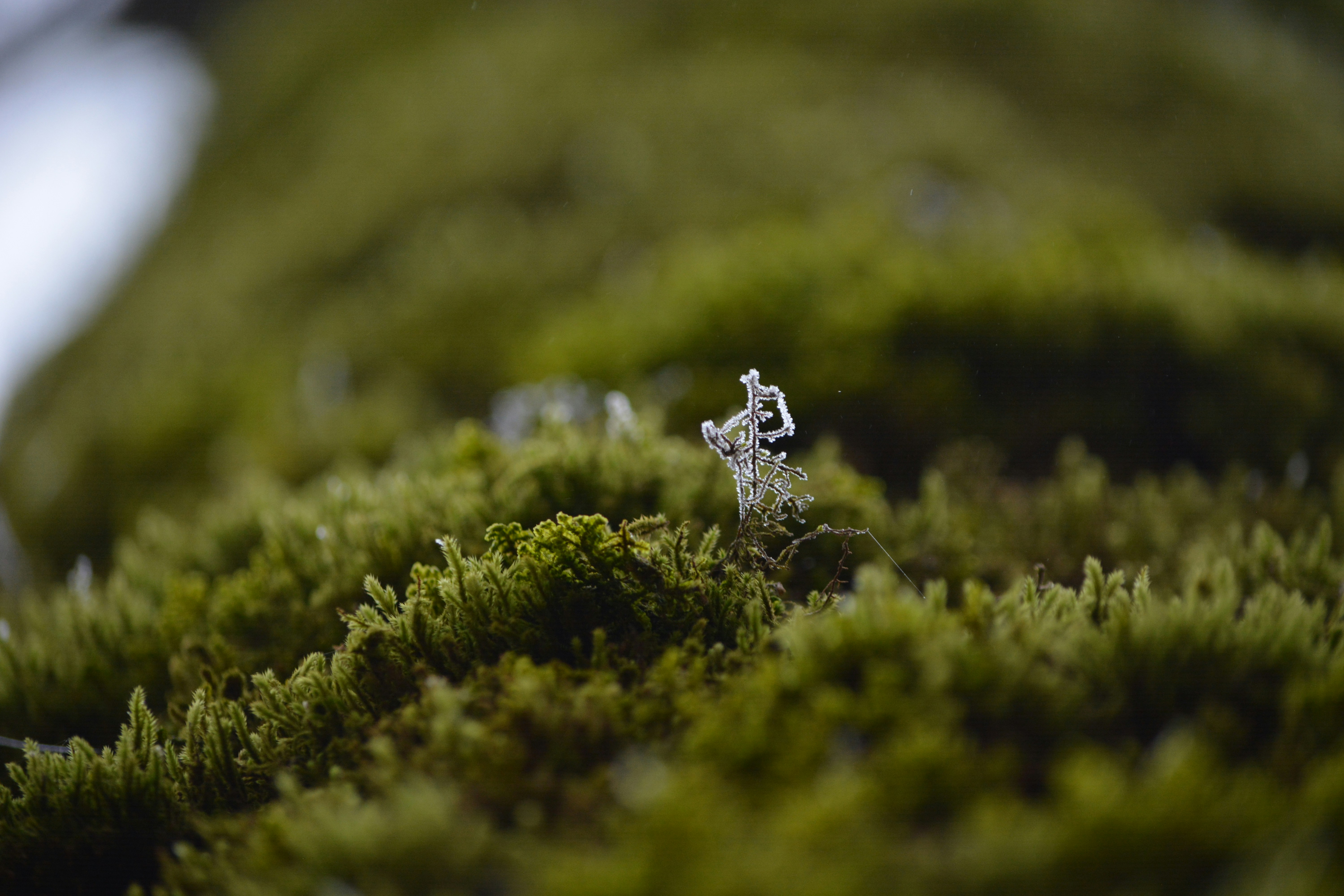 Crystal snowflake resting on a bed of emerald moss