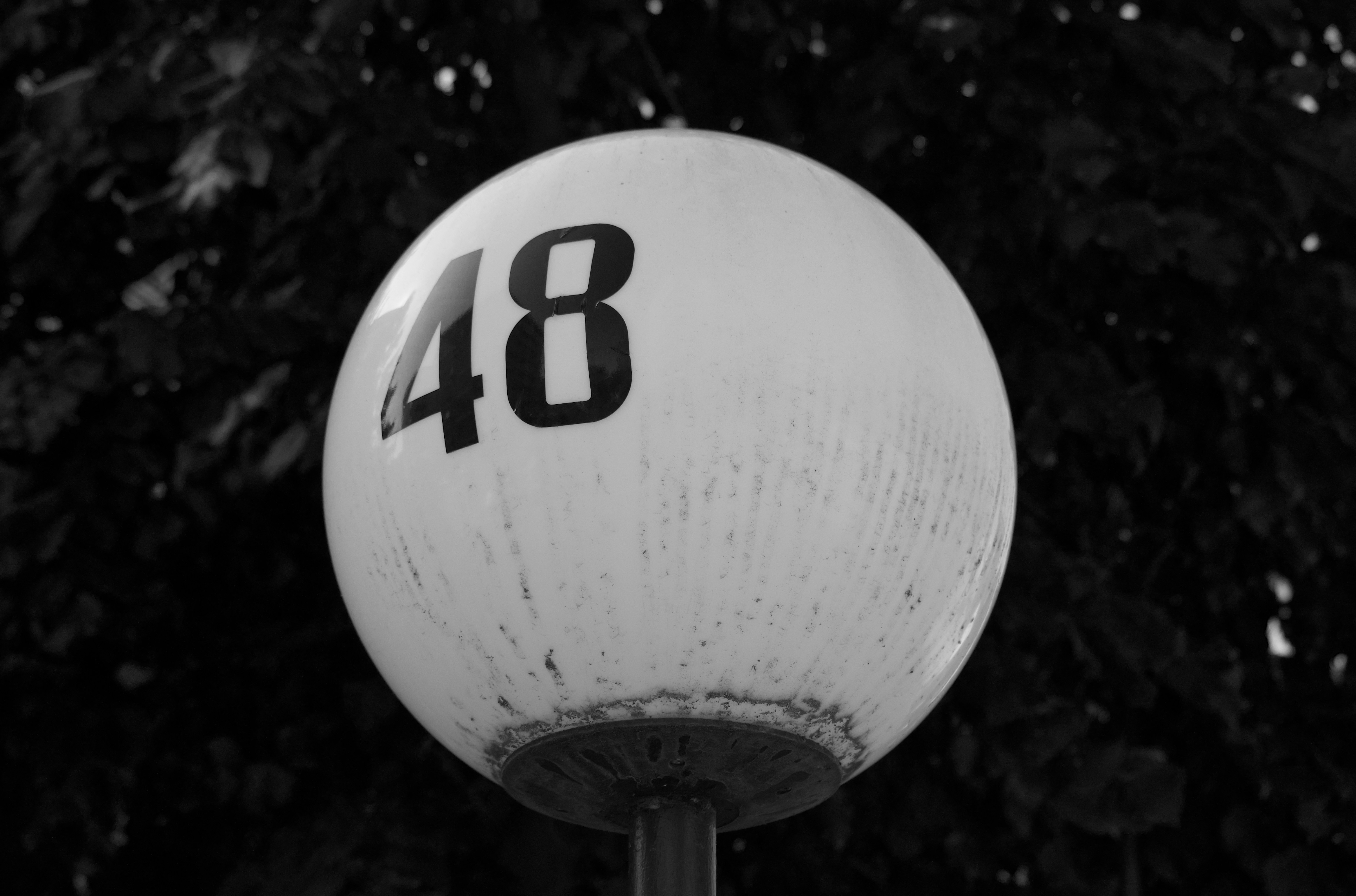A Lone Globe: 48 in Focus Under Night-Blooming Canopy