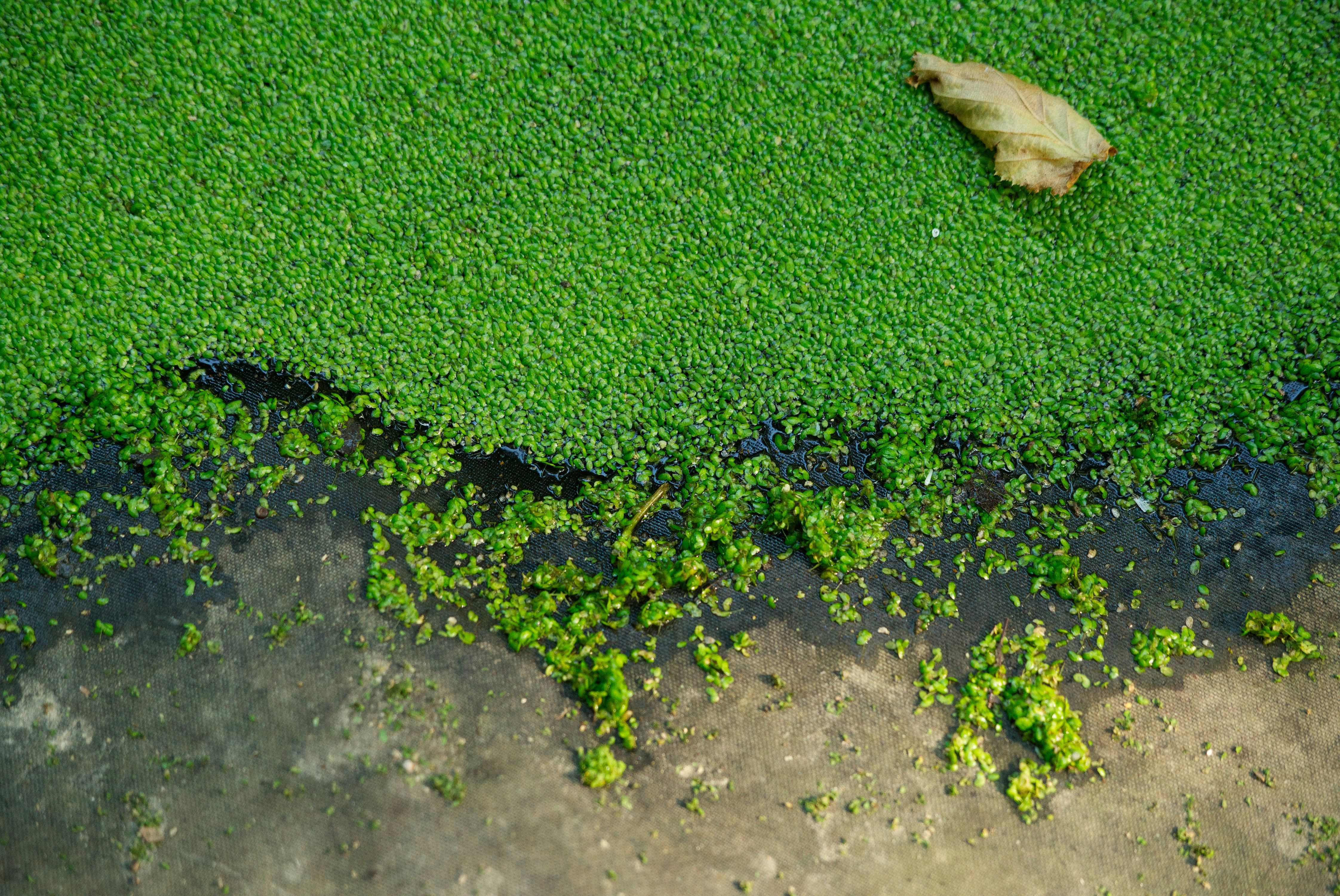 Green fringe at the waterline: algae and leaf edge