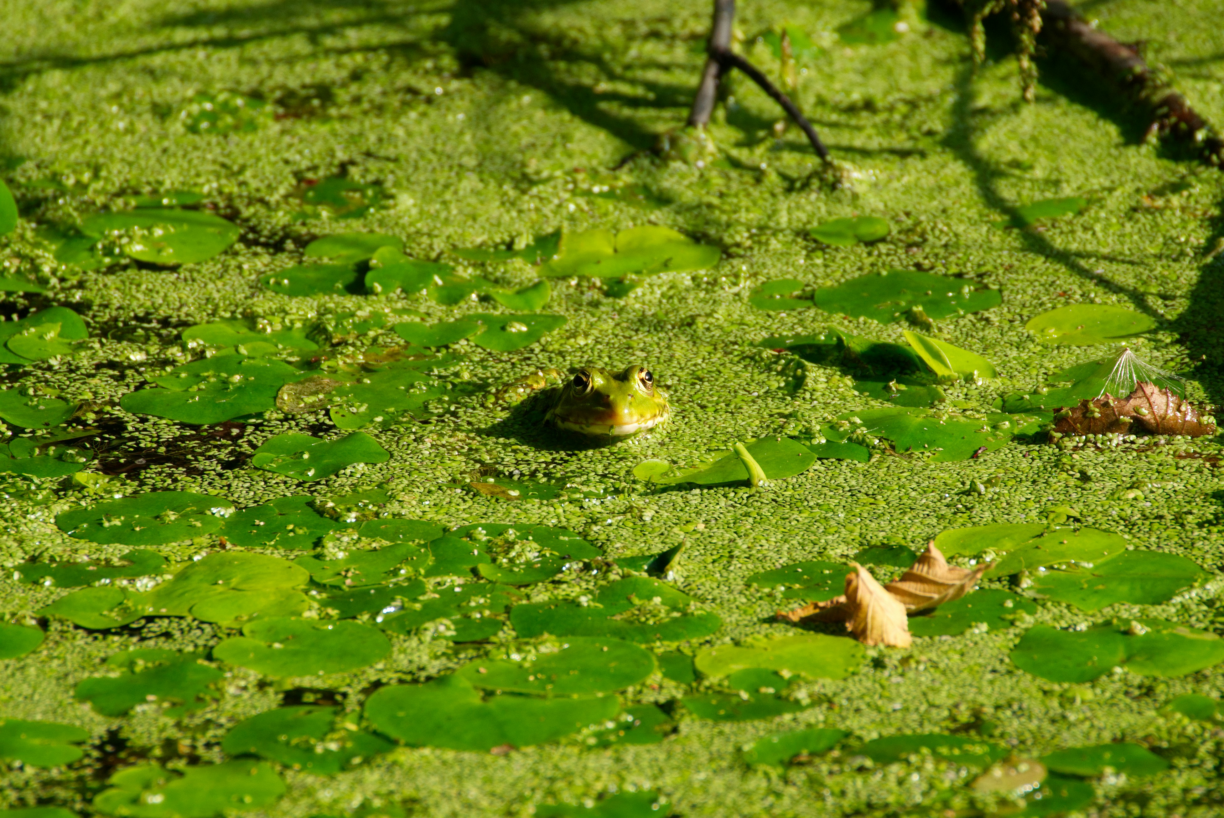 Bright-green frog peeks above a pond dotted with lilypads and duckweed, amid dappled sunlight on a calm, reflective surface.