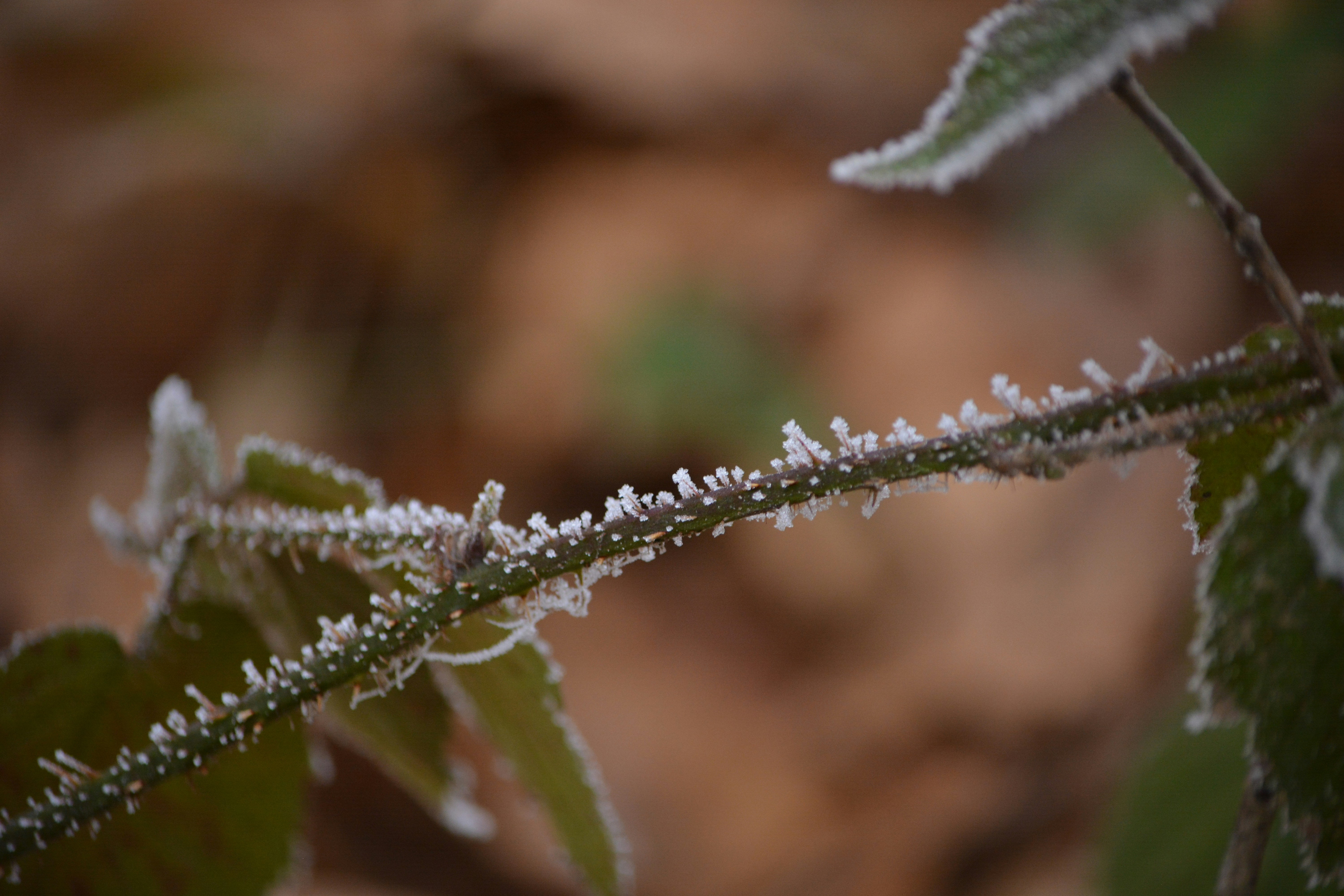 Frosted Thorns: Delicate Ice Crystals on a Winter Twig