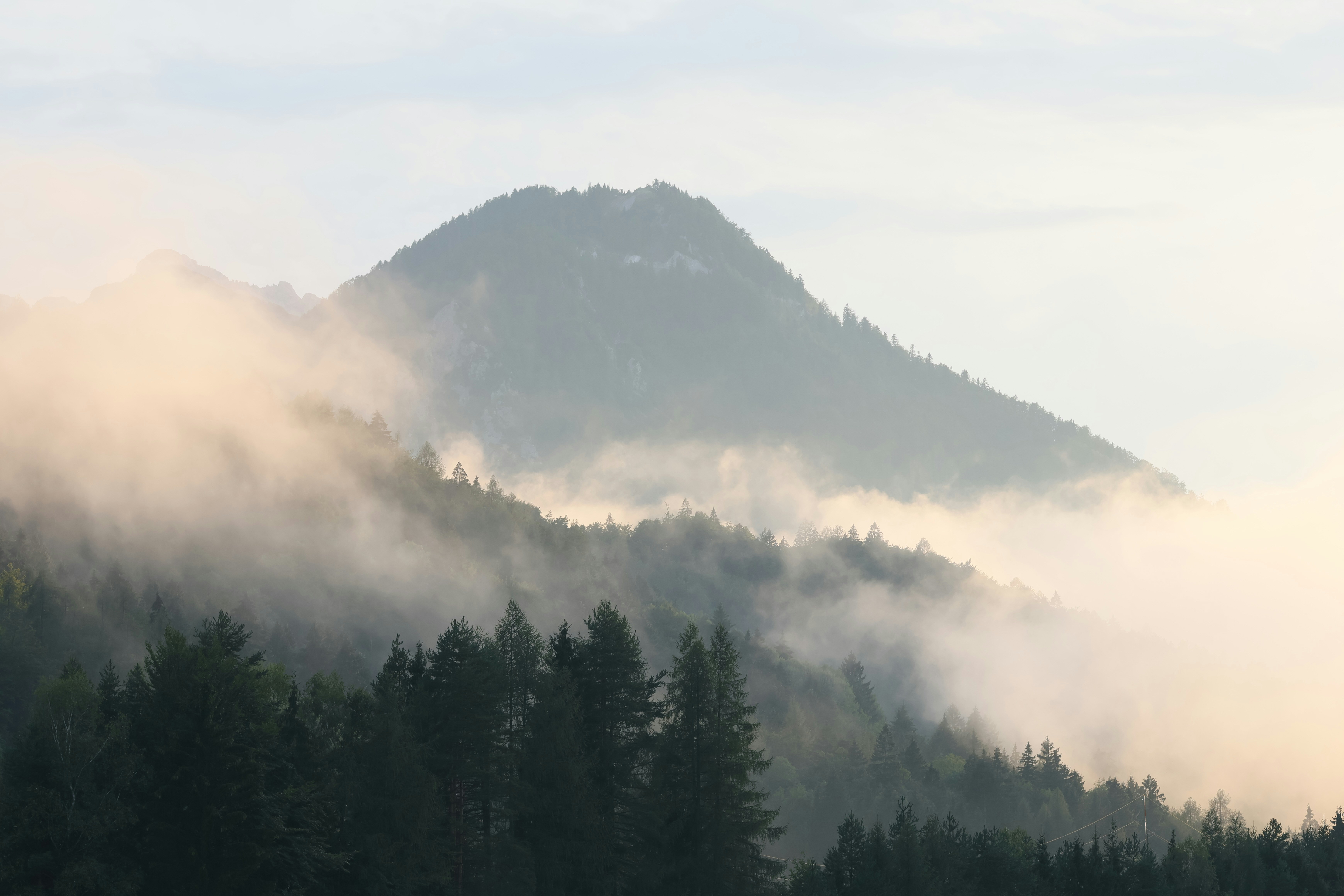 Mist Crowned Peak: Quiet Summit Above the Pines