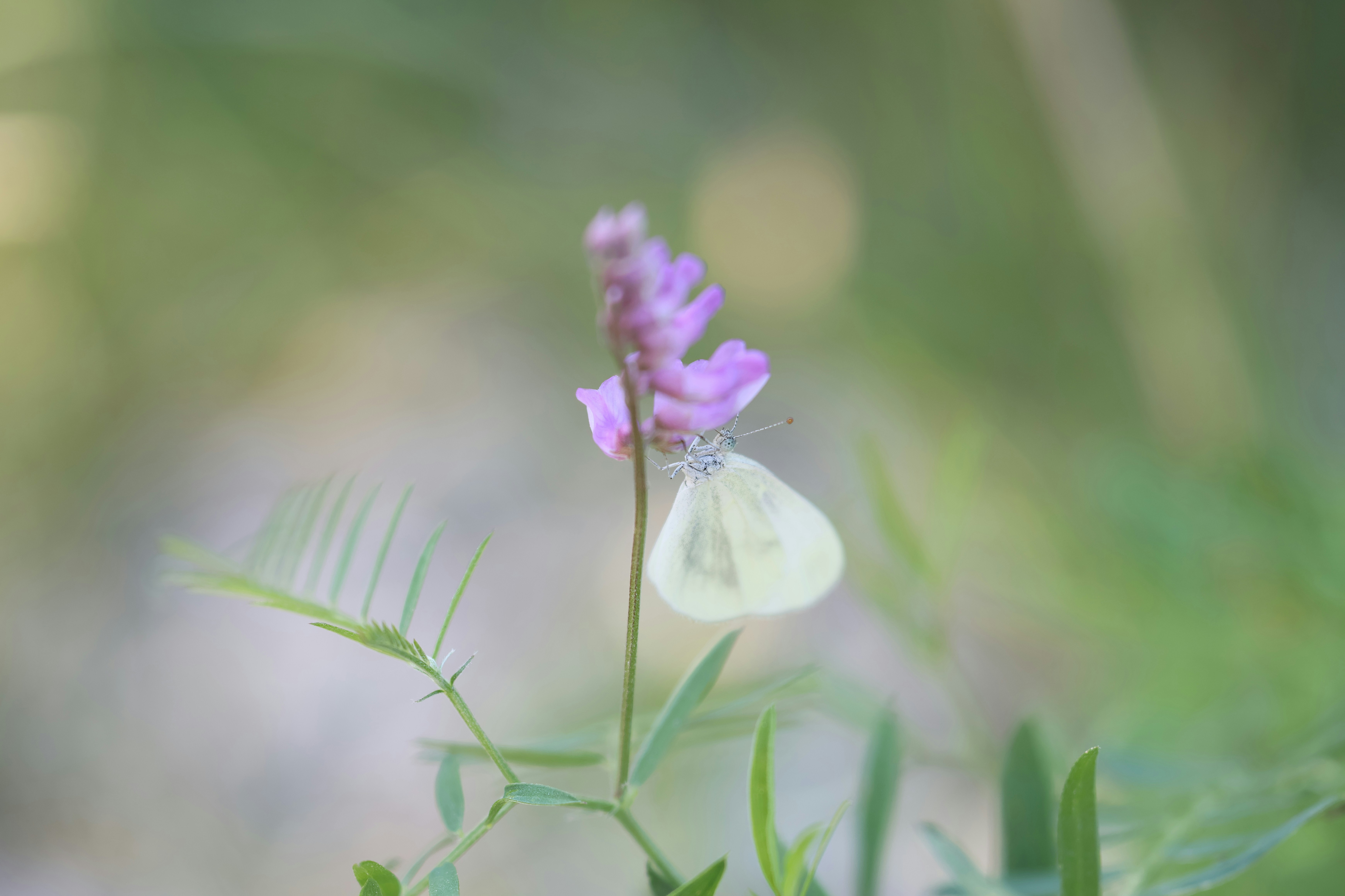 Soft Macro Glow: A Pink Flower with a Delicate White Winged Visitor