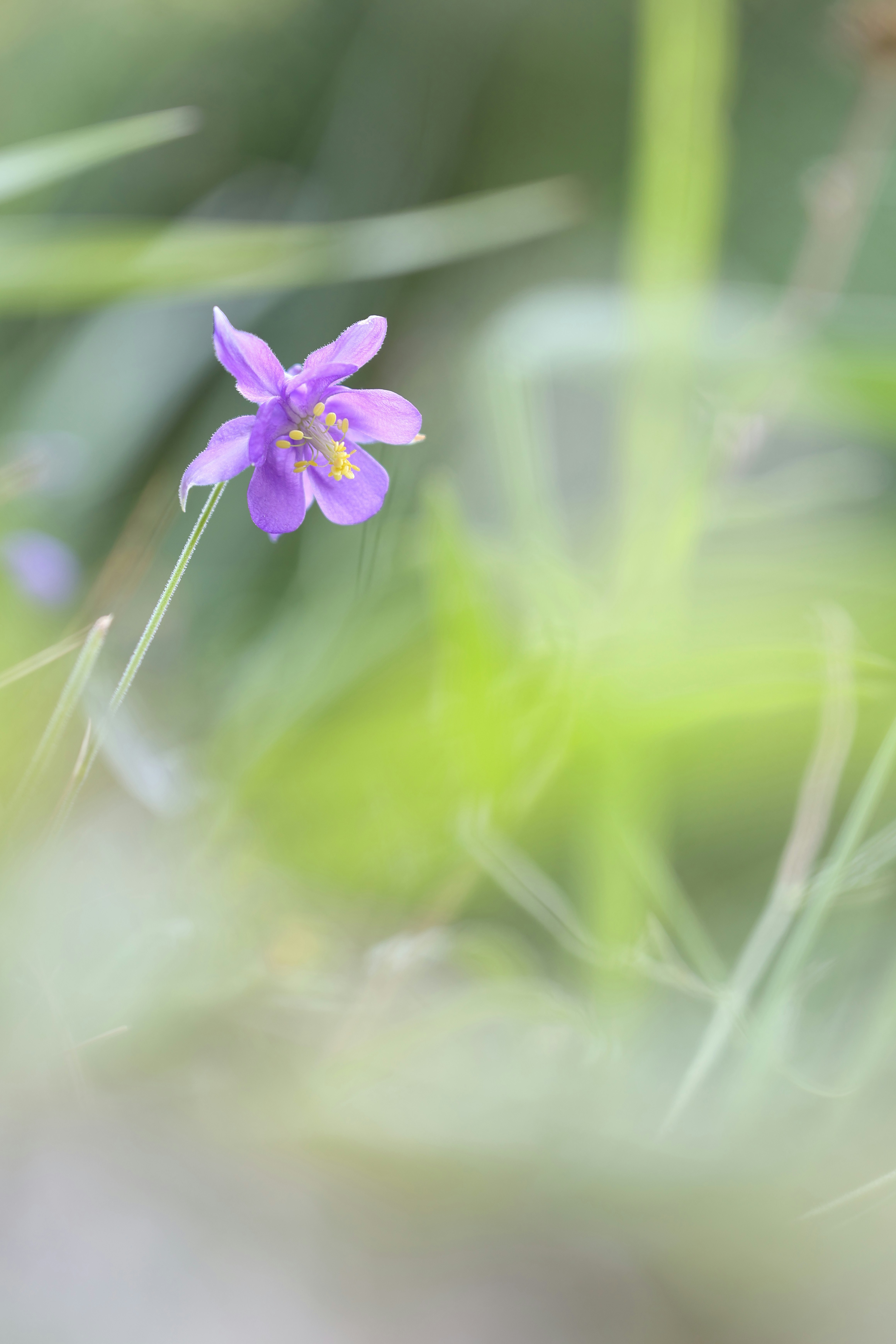 Purple wildflower in soft focus meadow