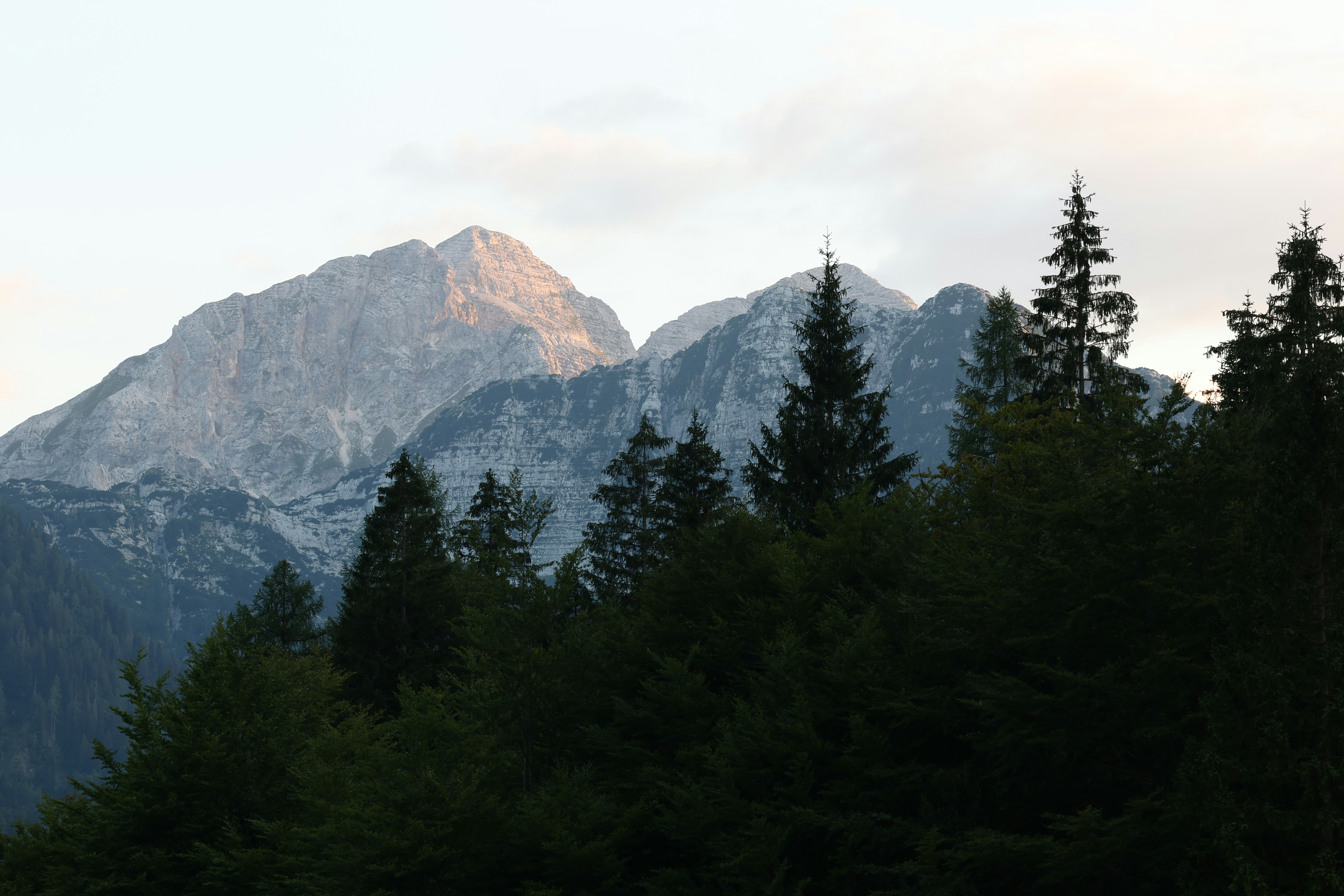 Dawn over Silent Peaks: Pine Spine against Granite Sky
