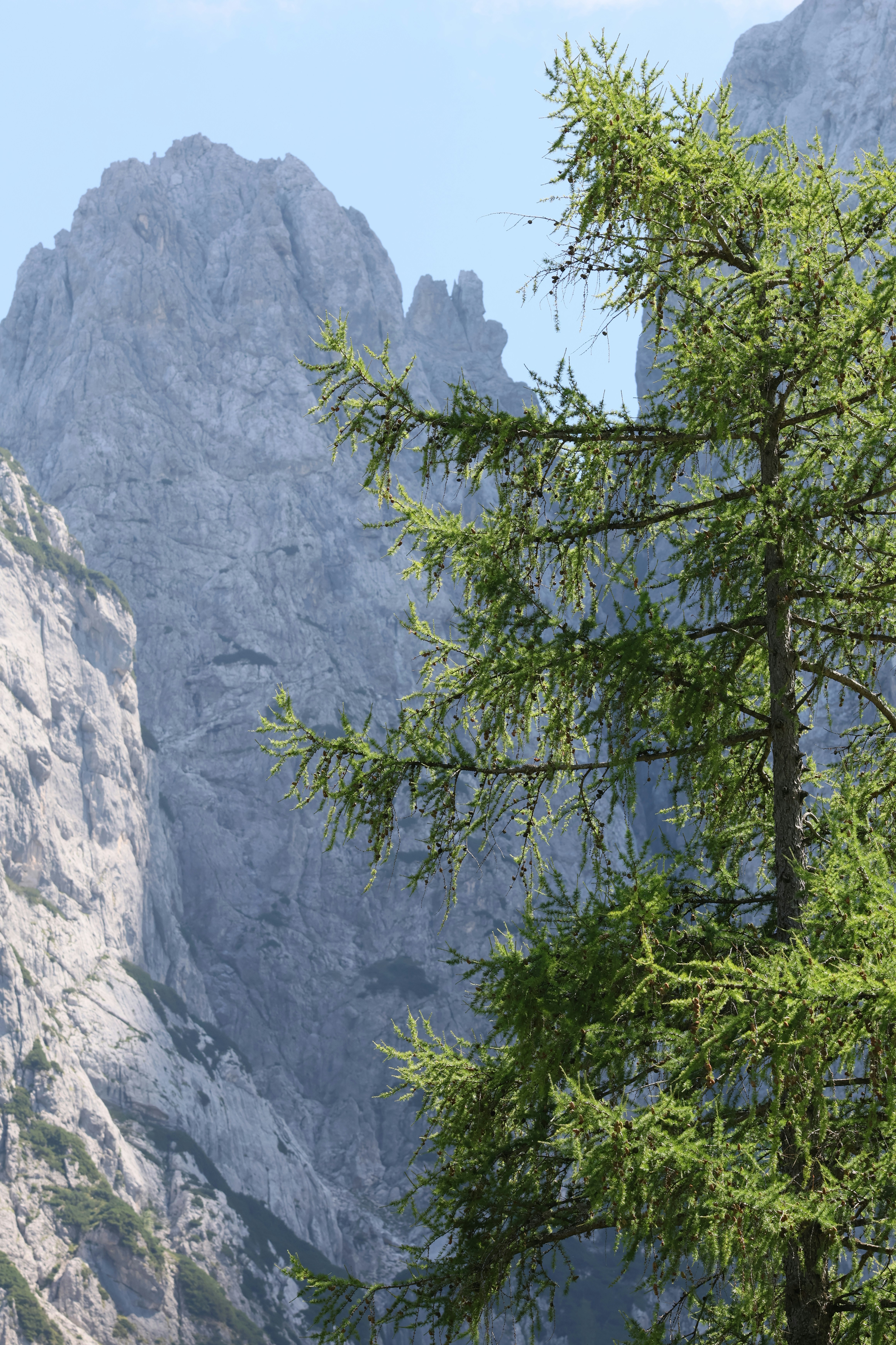 Tree silhouette in a limestone canyon under pale blue sky