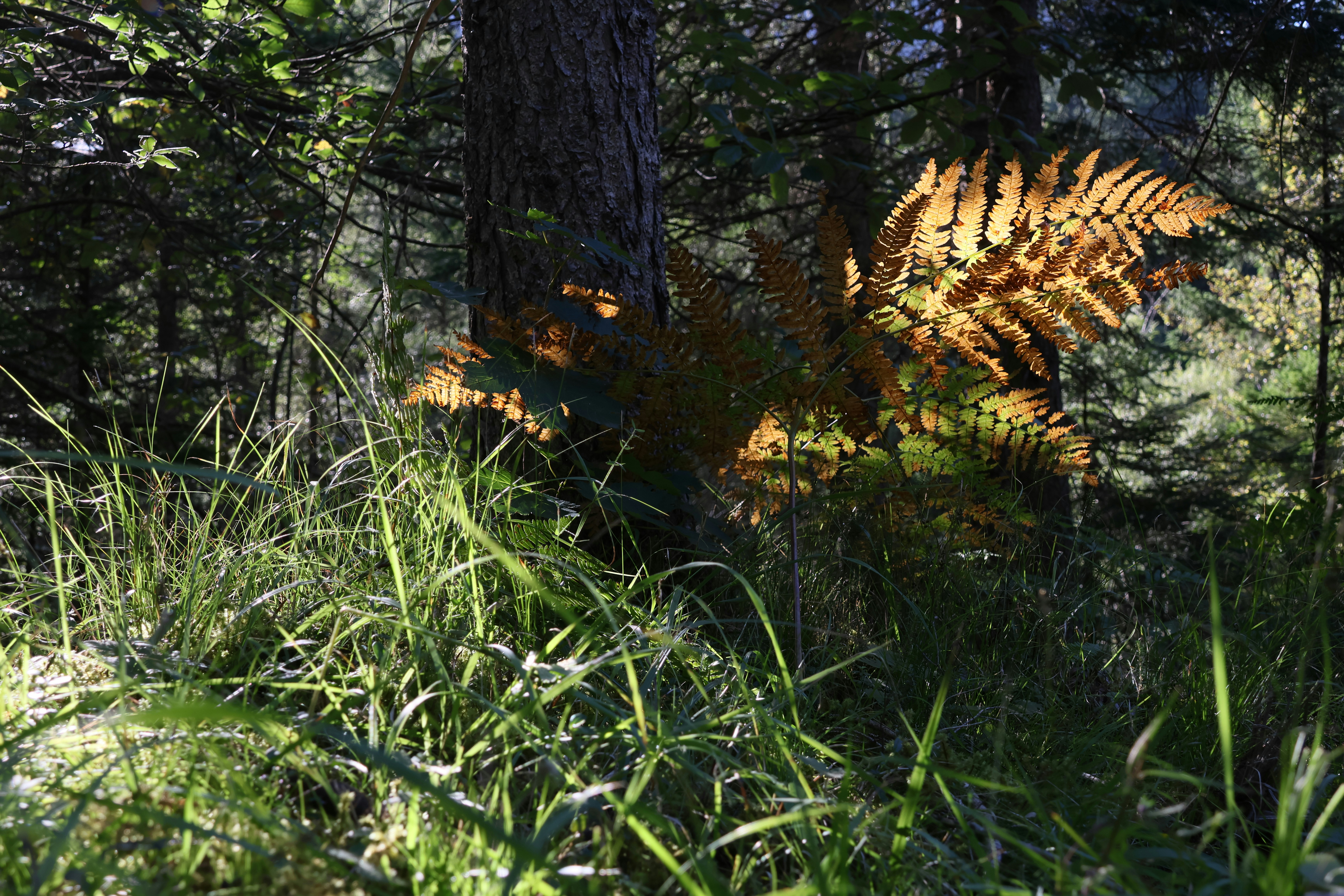 Sunlit Fern in a Quiet Understory