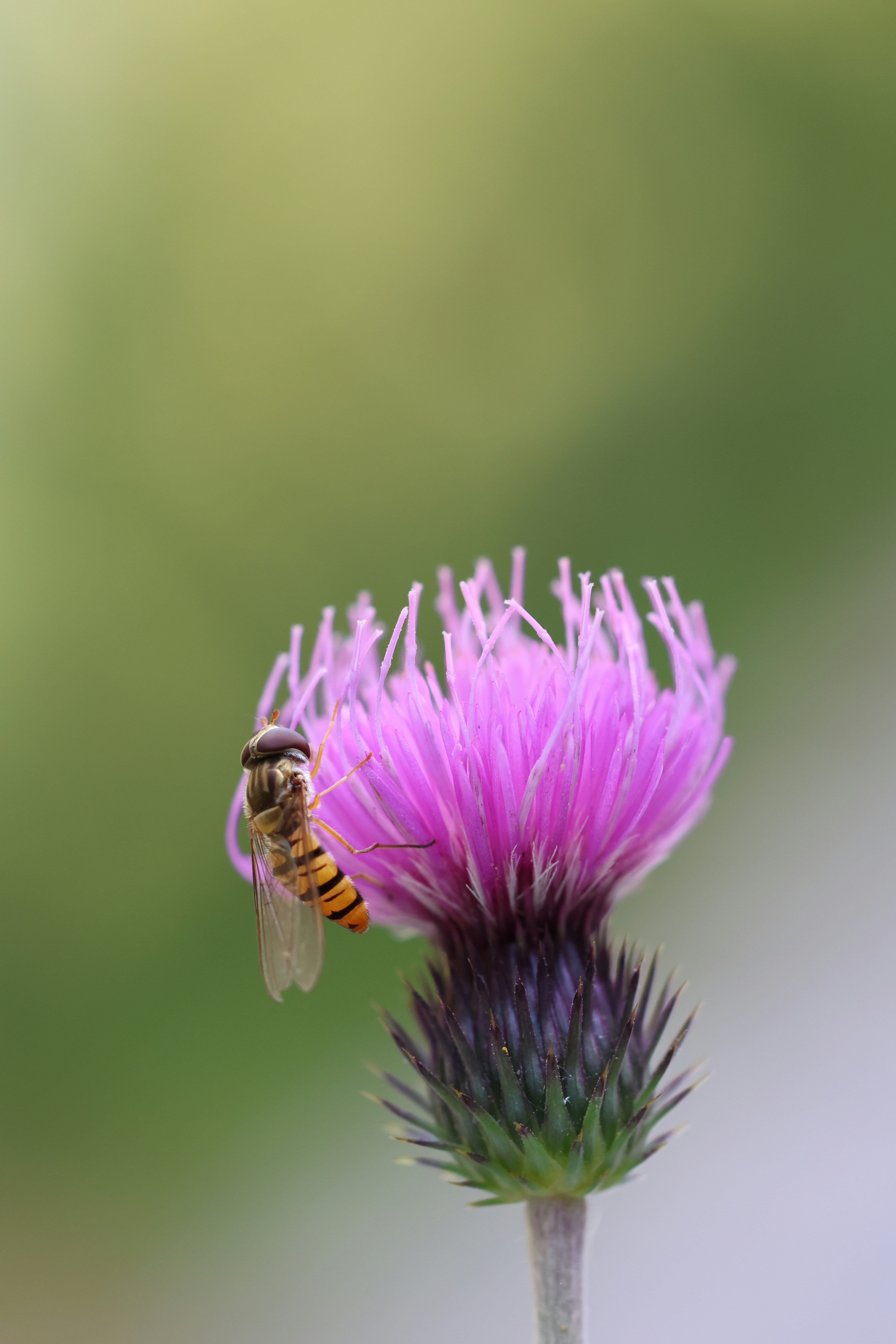 Hovering Pollinator at the Edge of a Violet Bloom