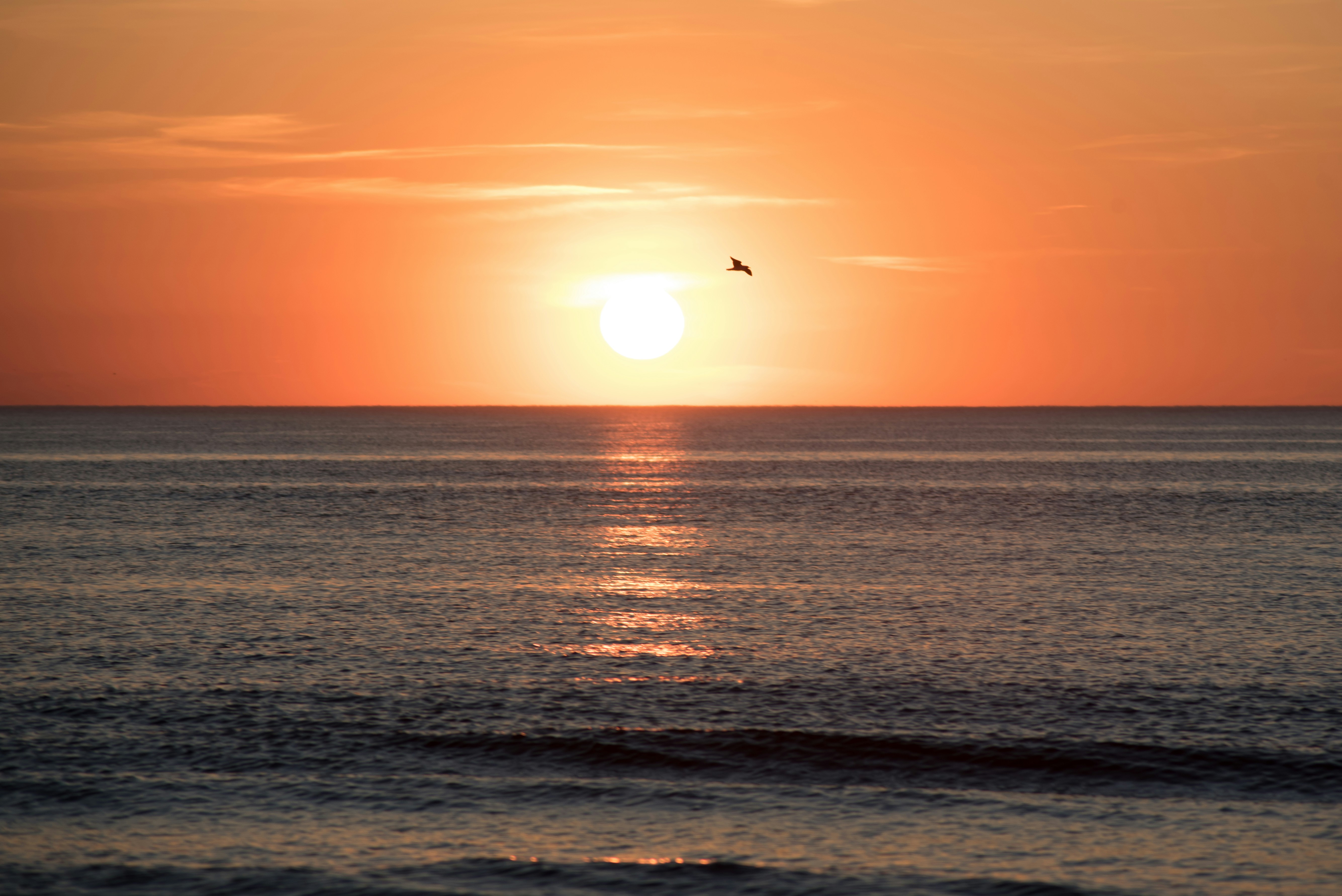 Sunlit Horizon: A Seabird in the Golden Moment
