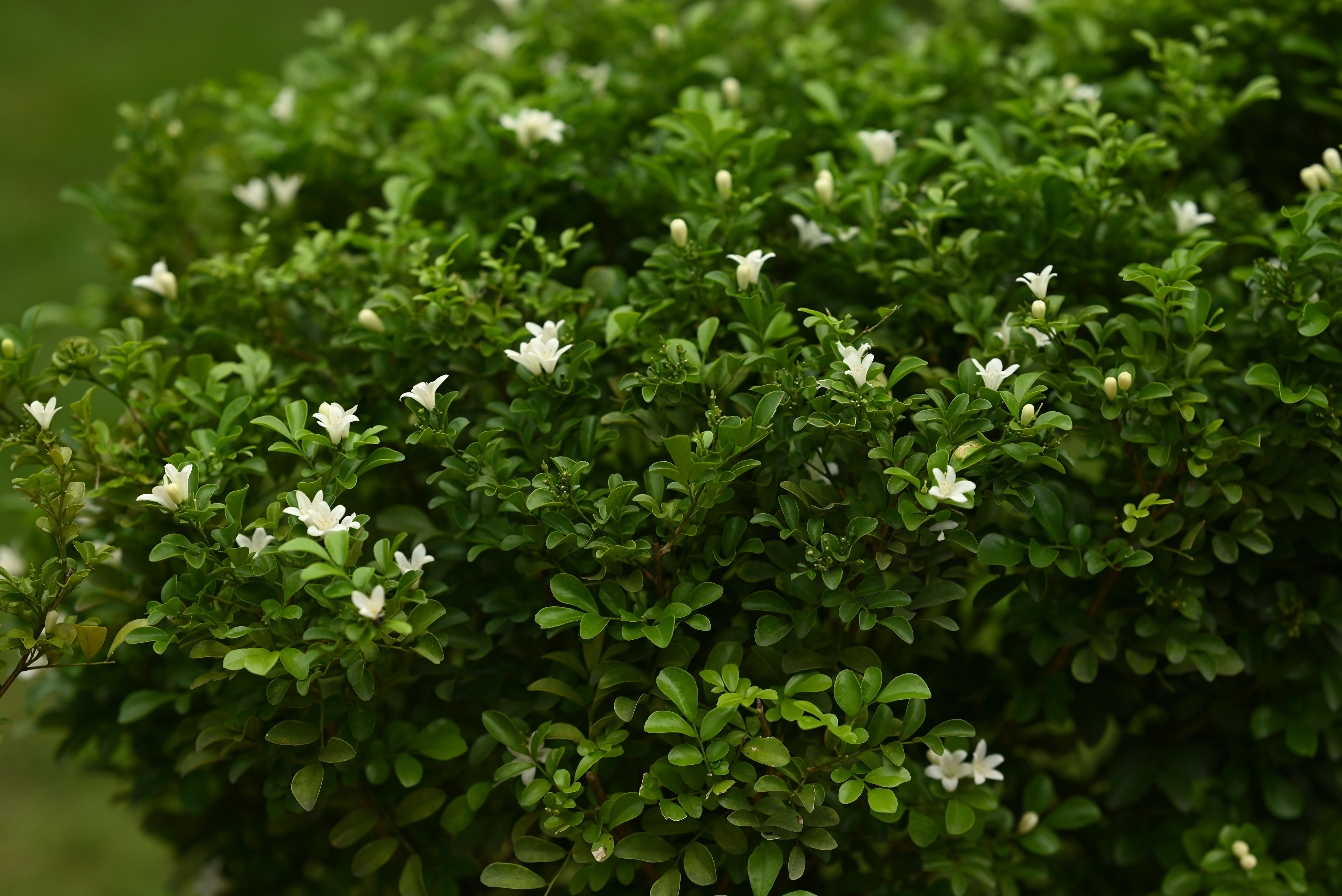 White Blooms Amid Dense Greenery