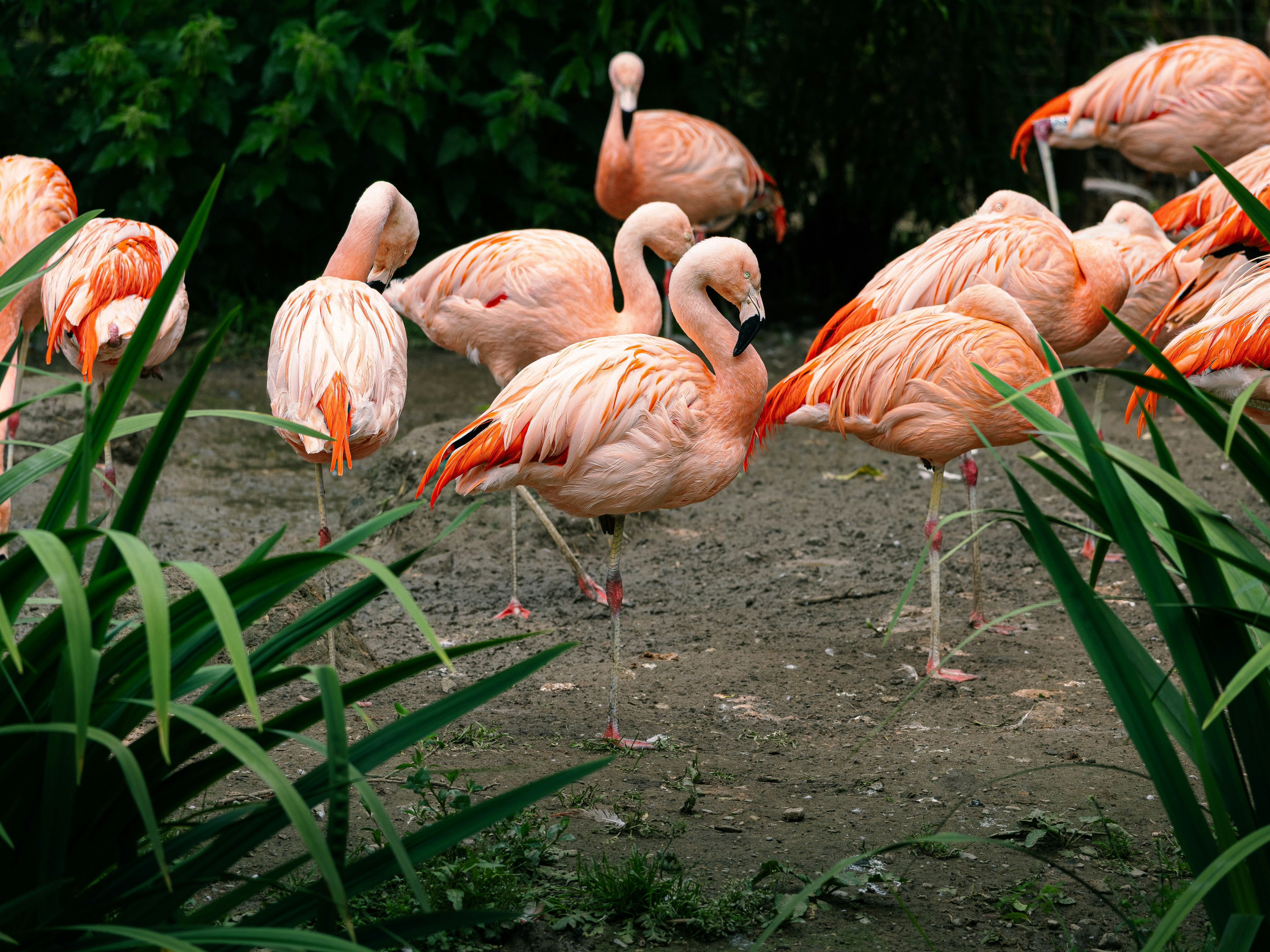 Group of pink flamingos standing and foraging on muddy ground among green foliage; a calm, natural habitat scene.