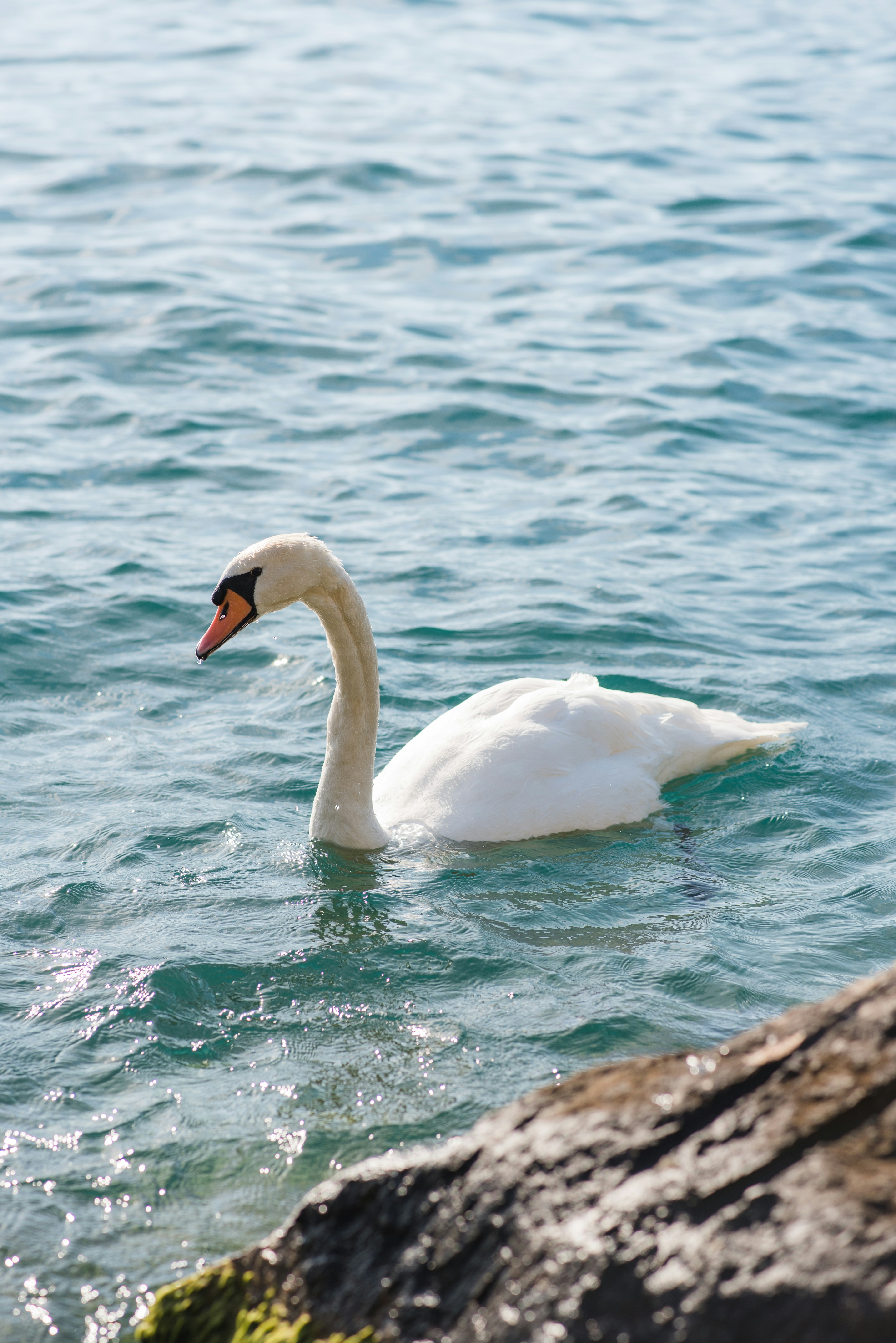Graceful Swan at the Shoreline
