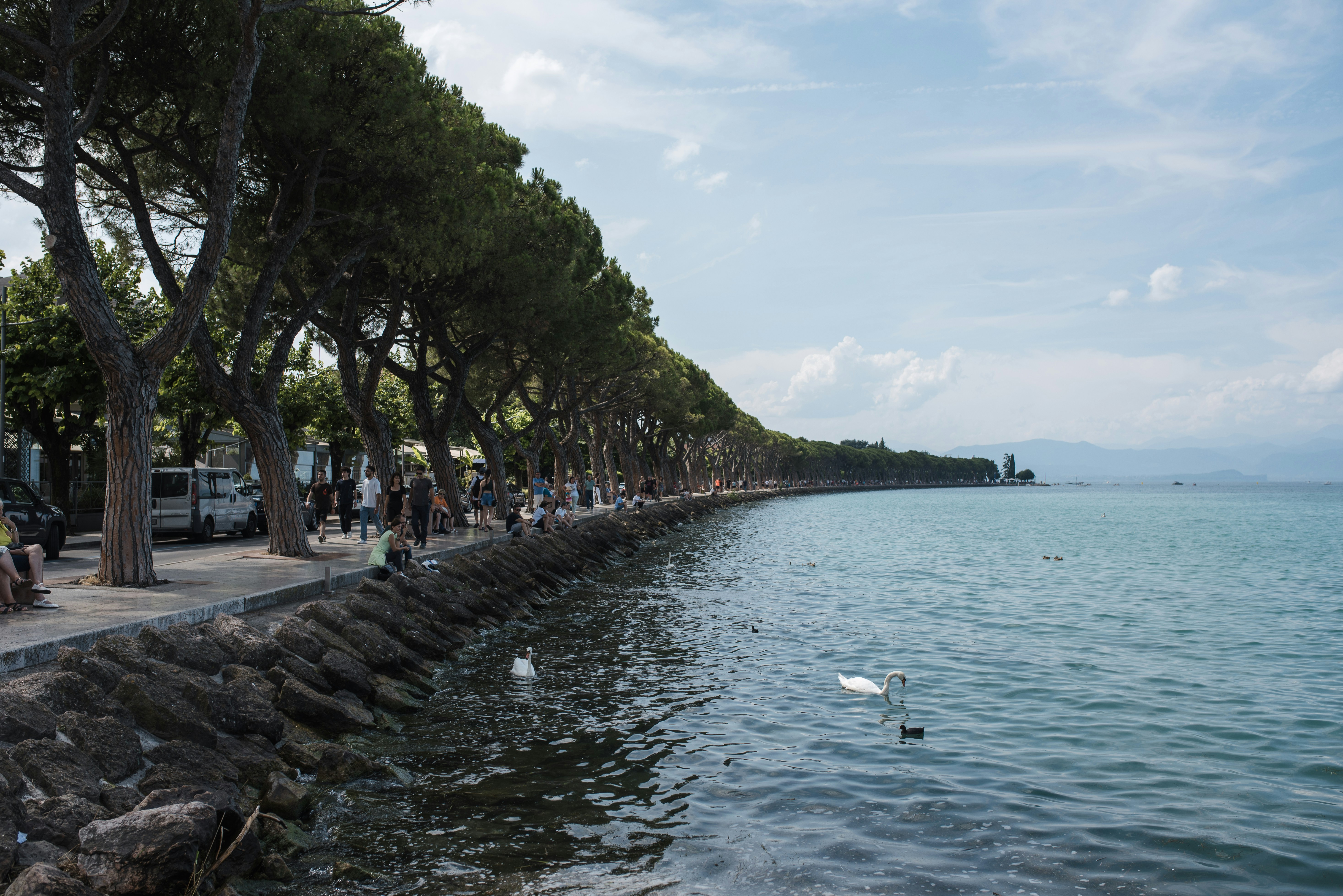 Promenade by the Sea: A Tree-Lined Path Overlooking the Quiet Bay