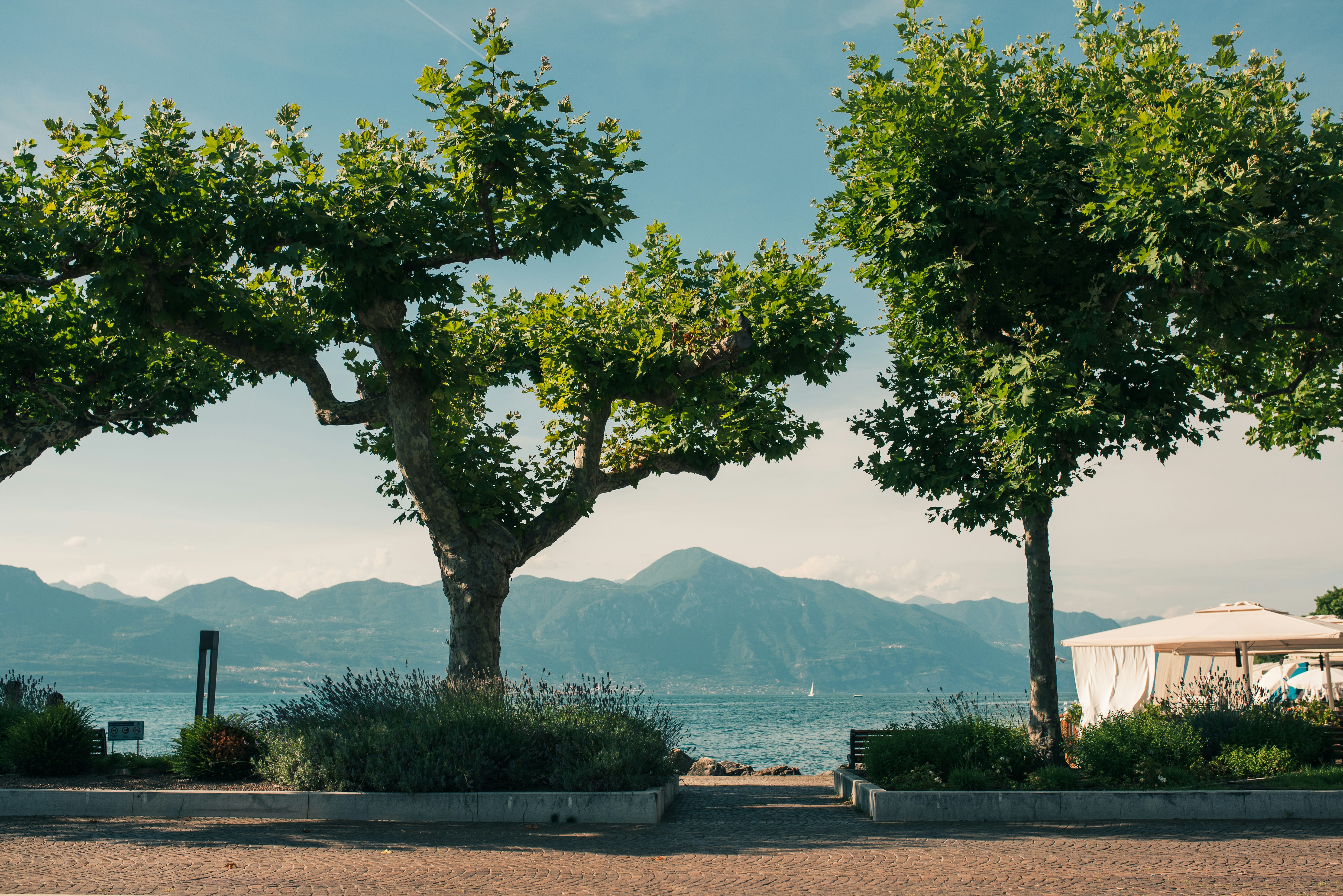 Shorefront Corridor Beneath Whispering Trees