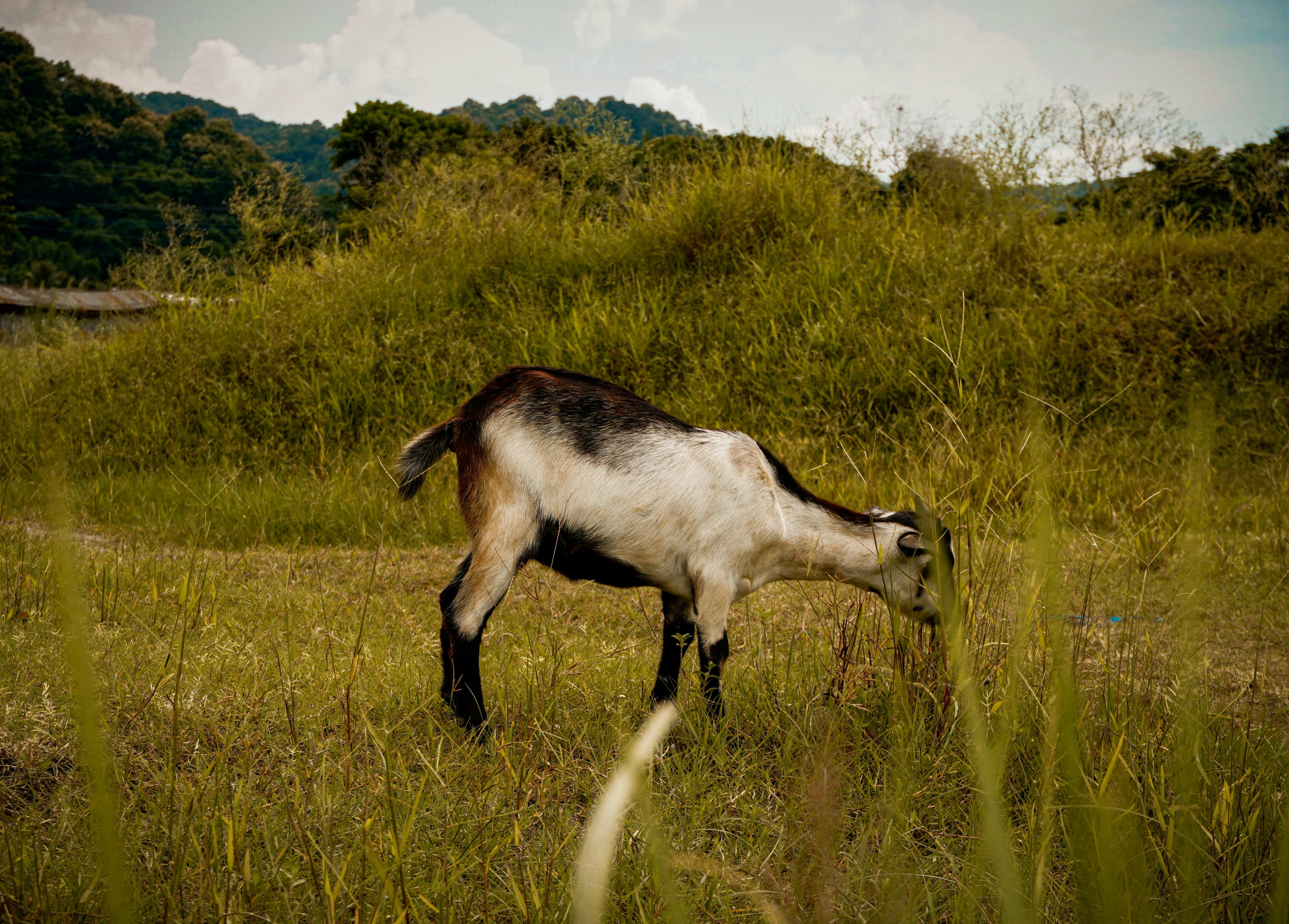 Grazing Silhouette: A Goat Among Tall Grass at Dusk