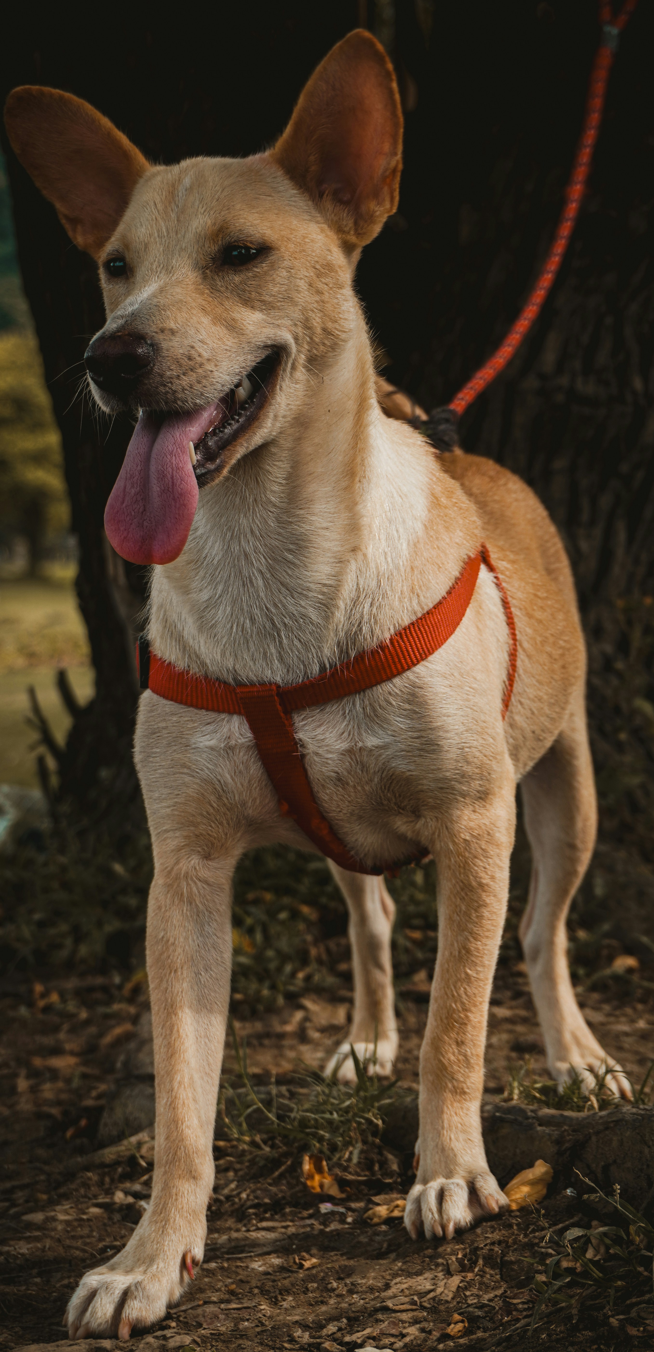 Amber Guardian: A Dog in the Park with Red Harness