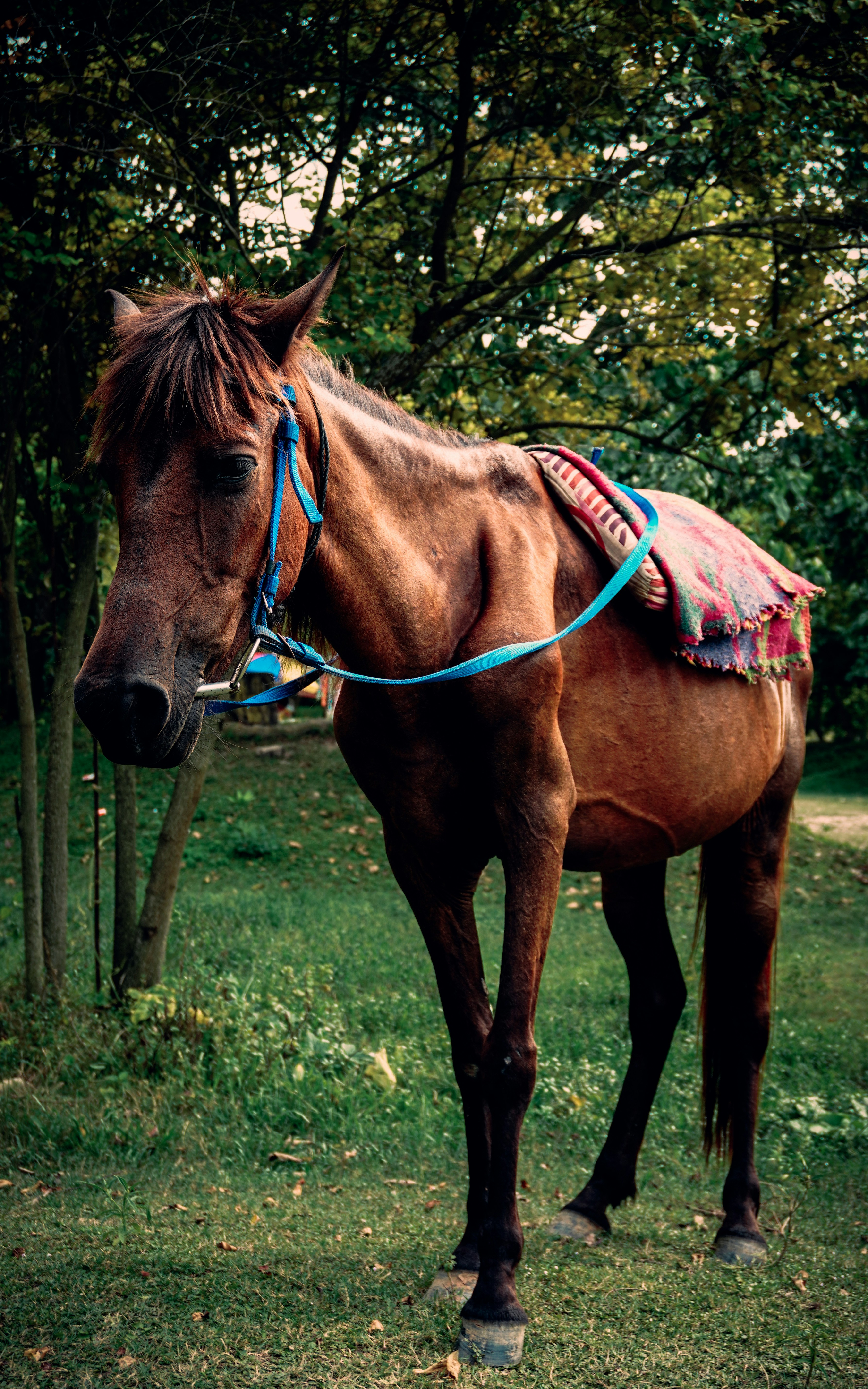 Blue Reins and Quiet Pastures: Portrait of a Grounded Mare