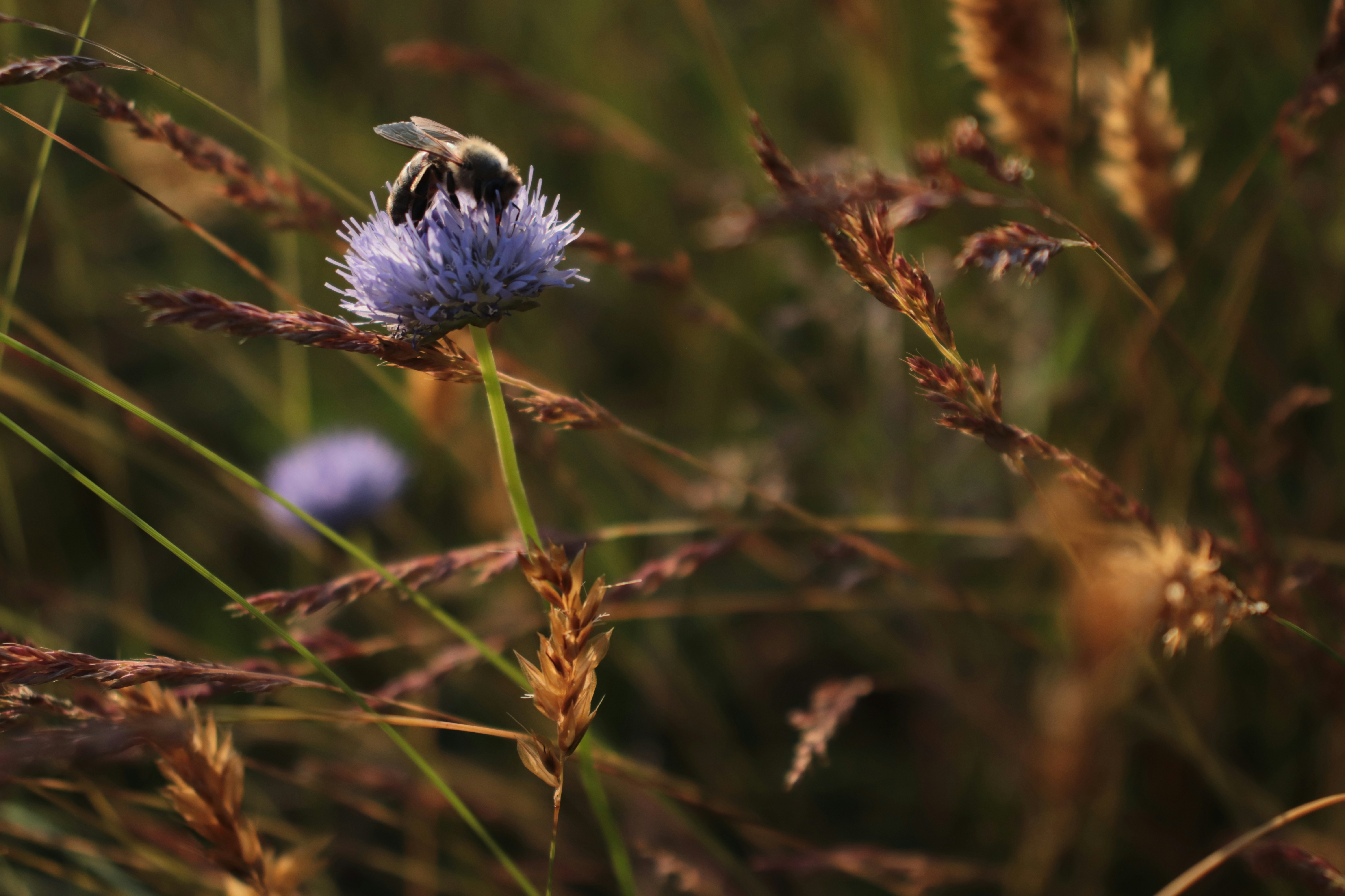 Insect at Dusk: A Bee Hovering Over Purple Bloom in a Meadow
