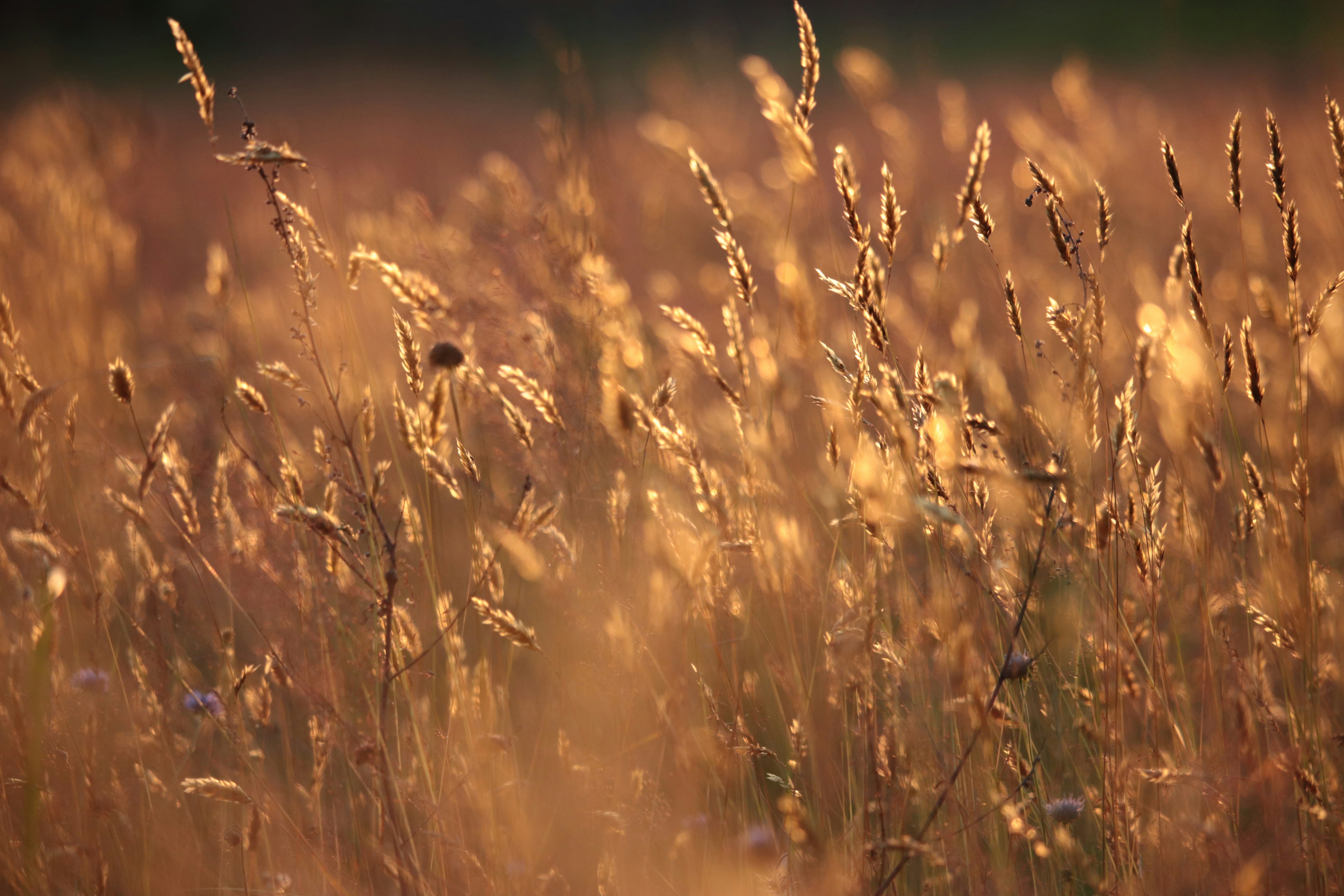 Golden Field in Quiet Backlight