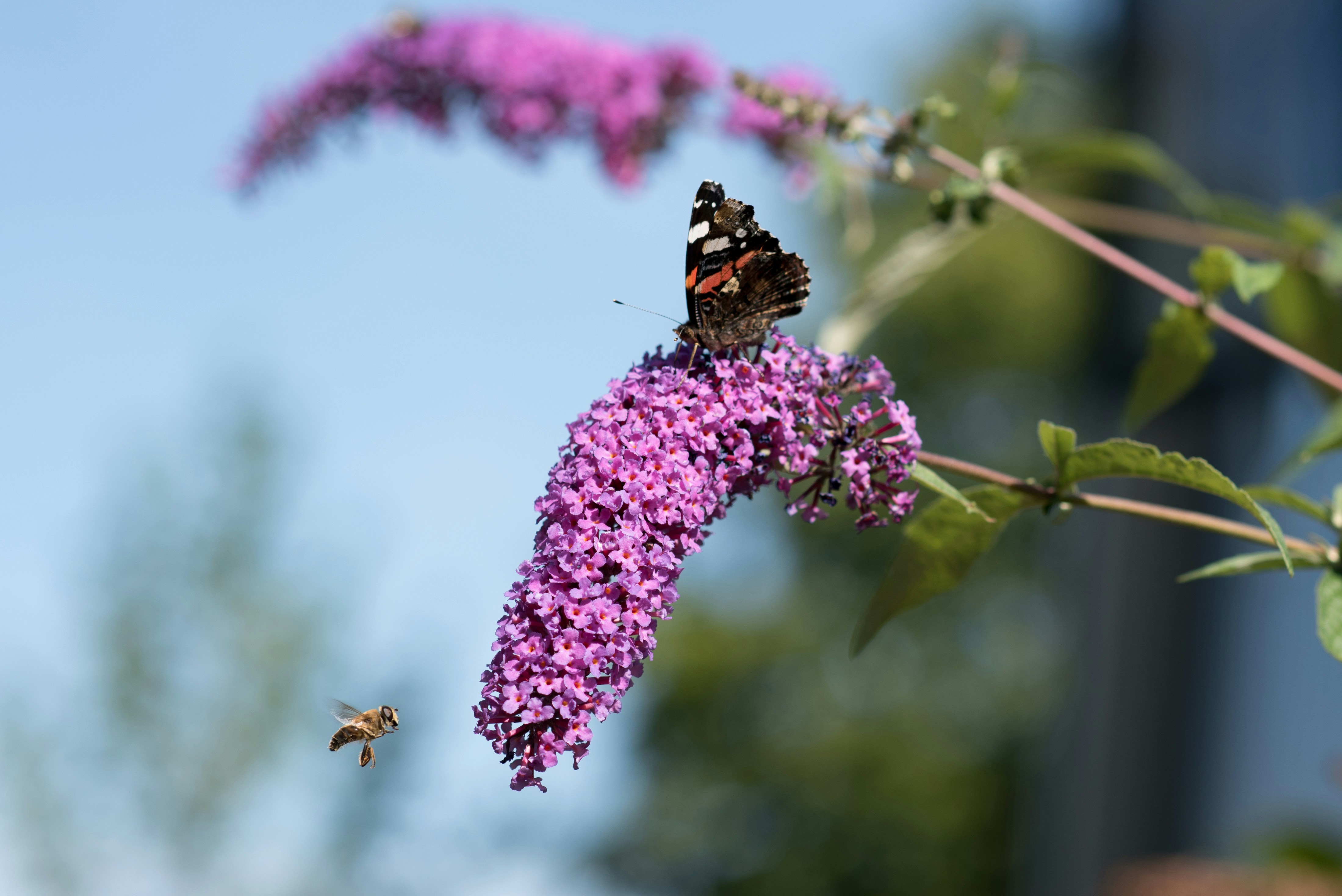 Butterfly on a Magenta Plume: Delicate Pause in Bright Summer Light