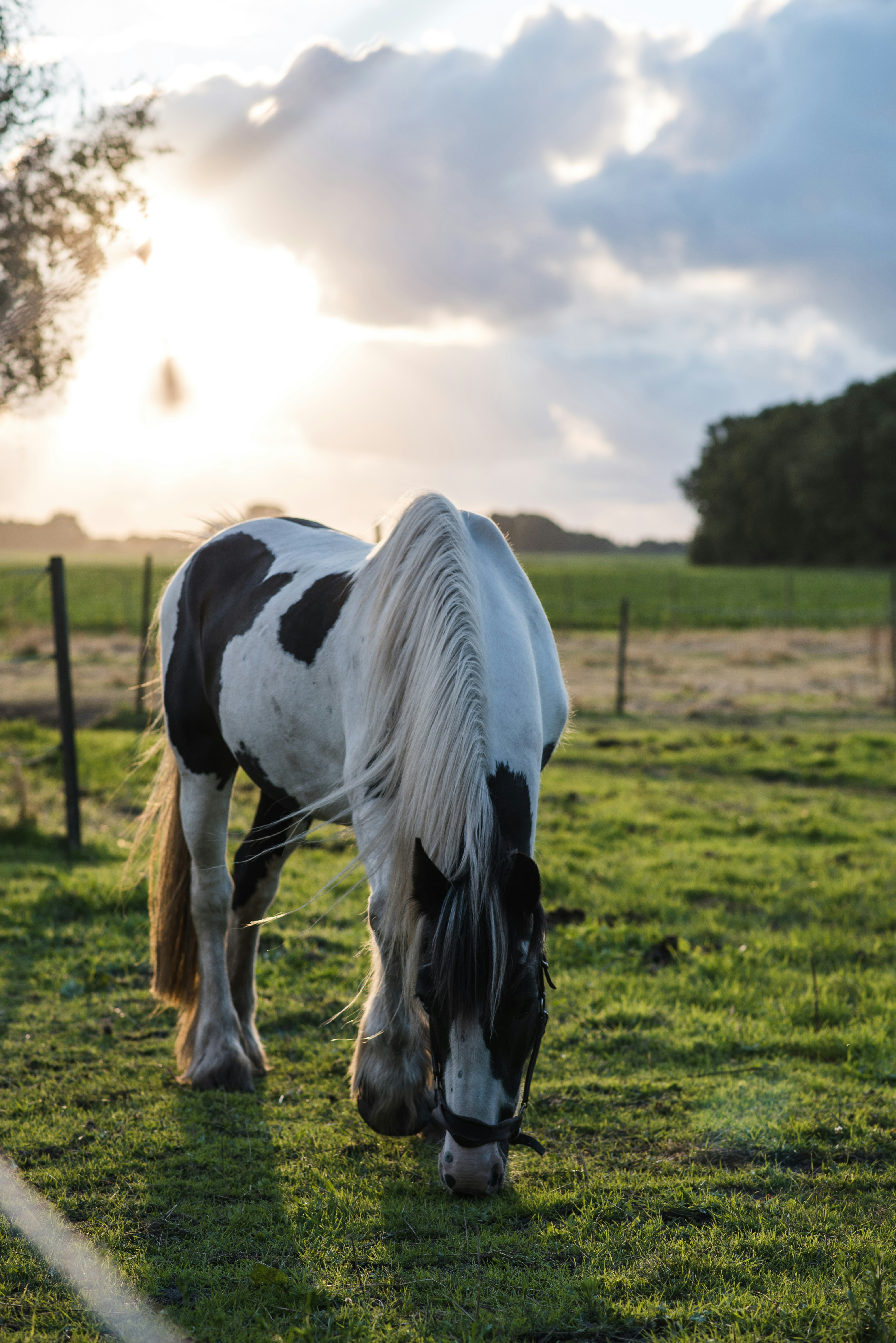 Pasture Portrait: A Gull-Backed Gelding at Dusk